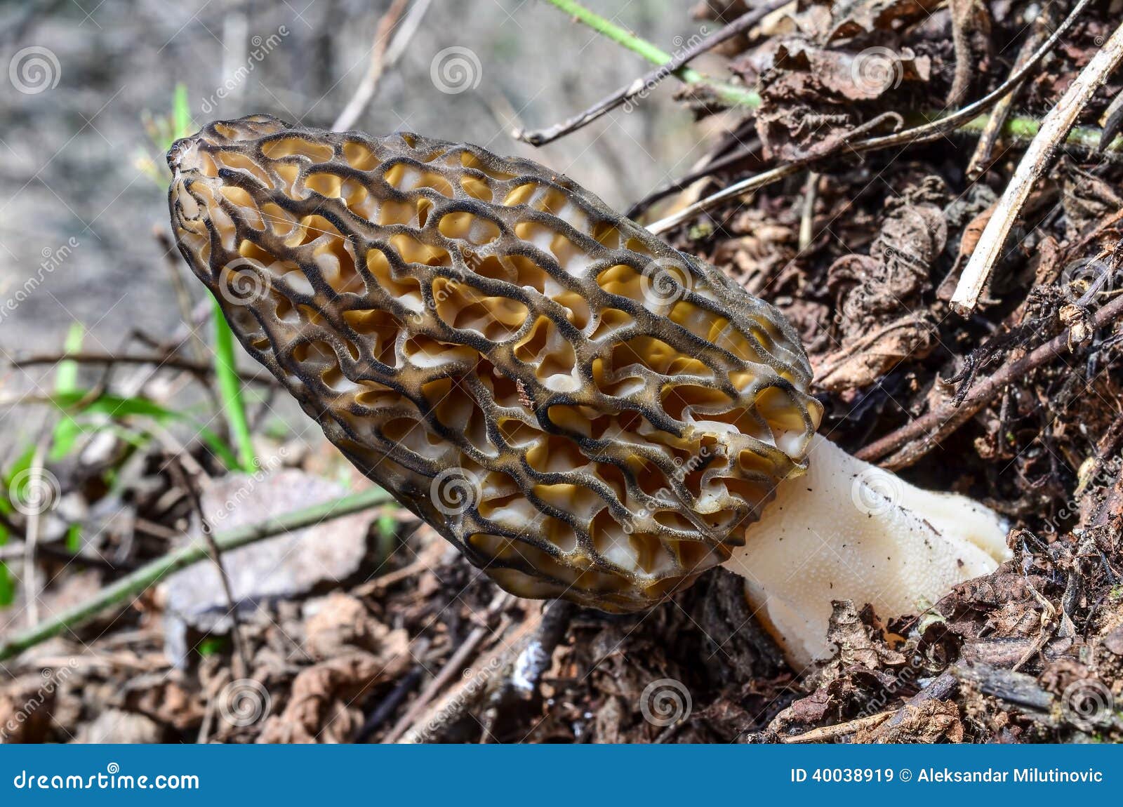 Seta De La Morilla En Hábitat Natural Imagen de archivo - Imagen de ...