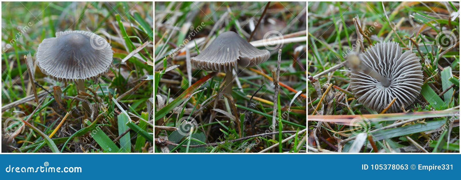Seta De Los Aetites De Mycena Imagen de archivo - Imagen de hierba ...