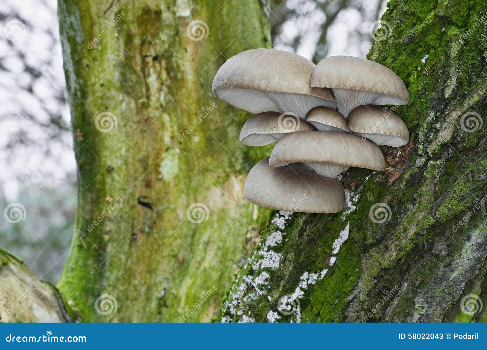 Seta de ostra imagen de archivo. Imagen de cubo, seta - 58022043