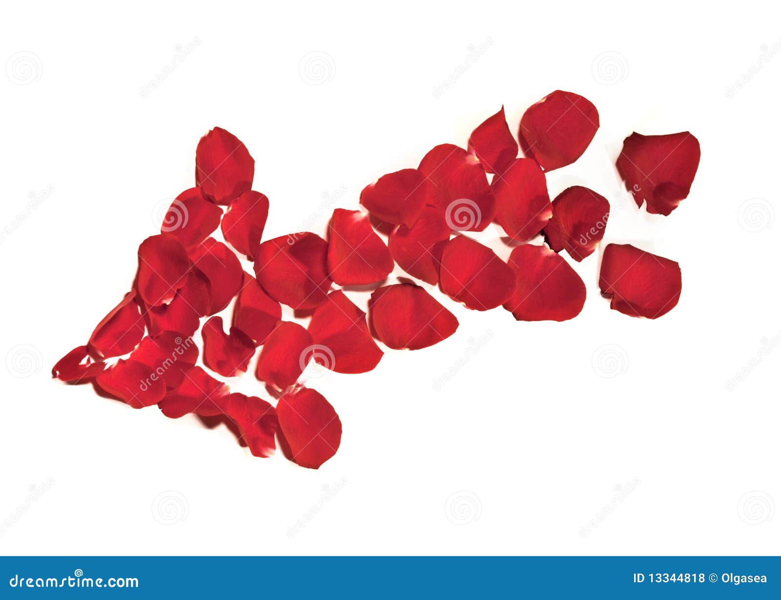 Seta de Rosa foto de stock. Imagem de seta, pétala, fundo - 13344818