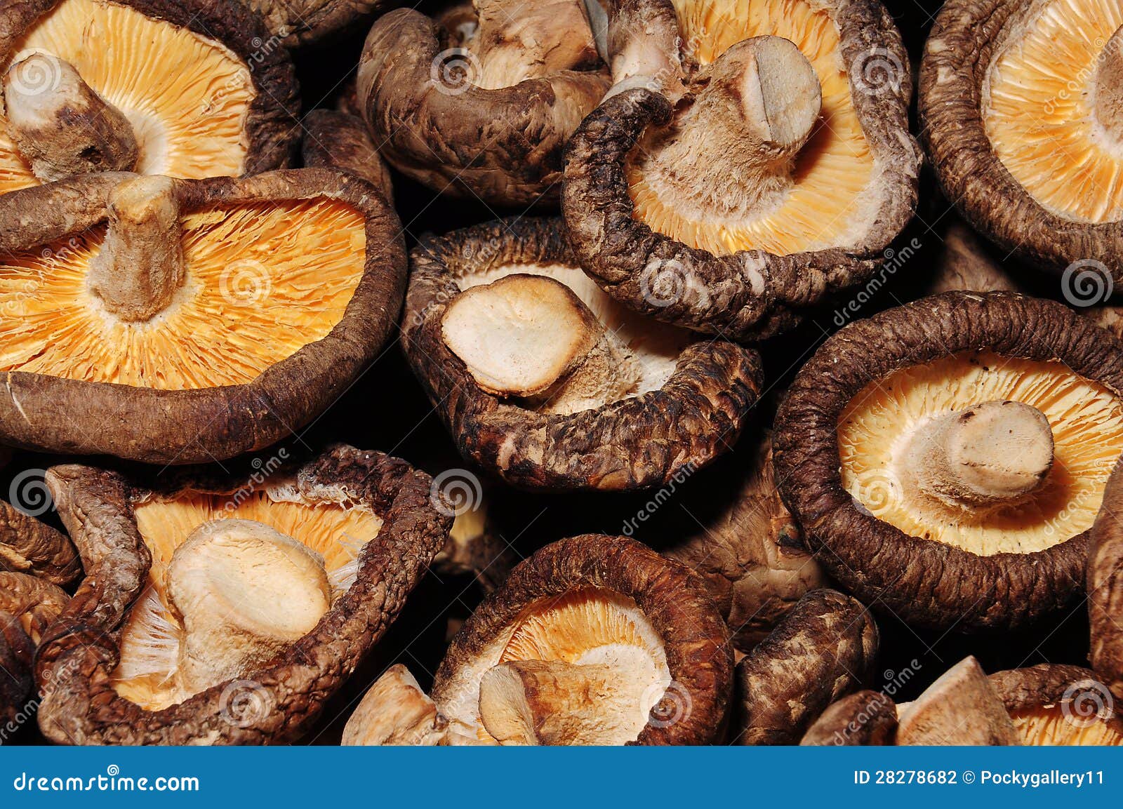 Seta de Shiitake foto de archivo. Imagen de primer, ostra - 28278682