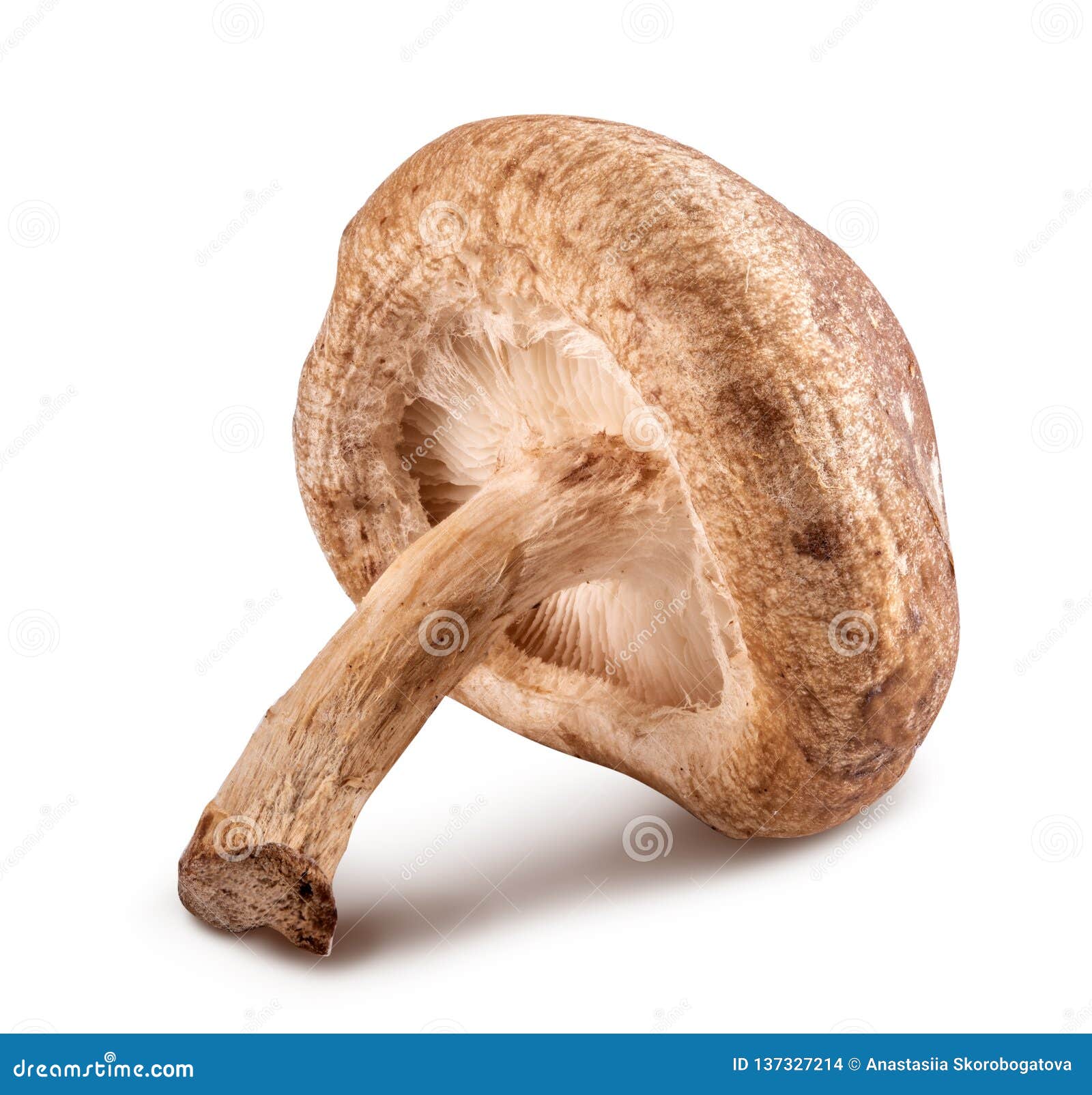 Seta De Shiitake Aislada En El Fondo Blanco Foto de archivo - Imagen de ...