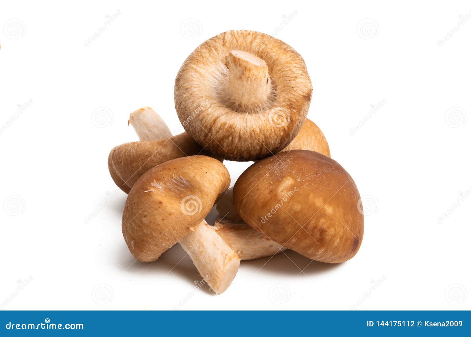 Seta de Shiitake foto de archivo. Imagen de fresco, ingrediente - 144175112