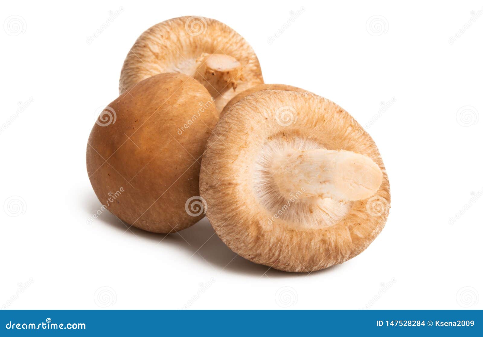 Seta de Shiitake aislada foto de archivo. Imagen de hongos - 147528284