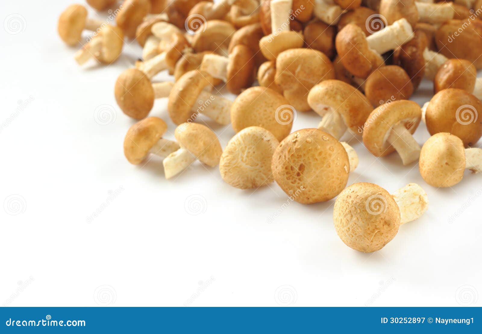 Seta de Shiitake imagen de archivo. Imagen de setas, dieta - 30252897