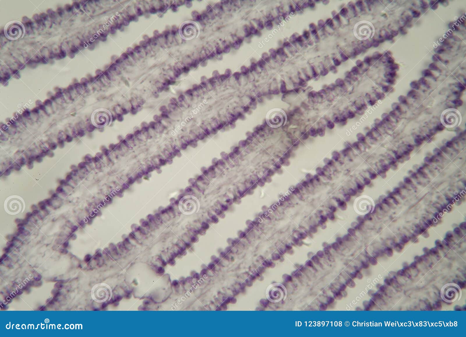 Seta Del Coprinus Debajo Del Microscopio Foto de archivo - Imagen de ...