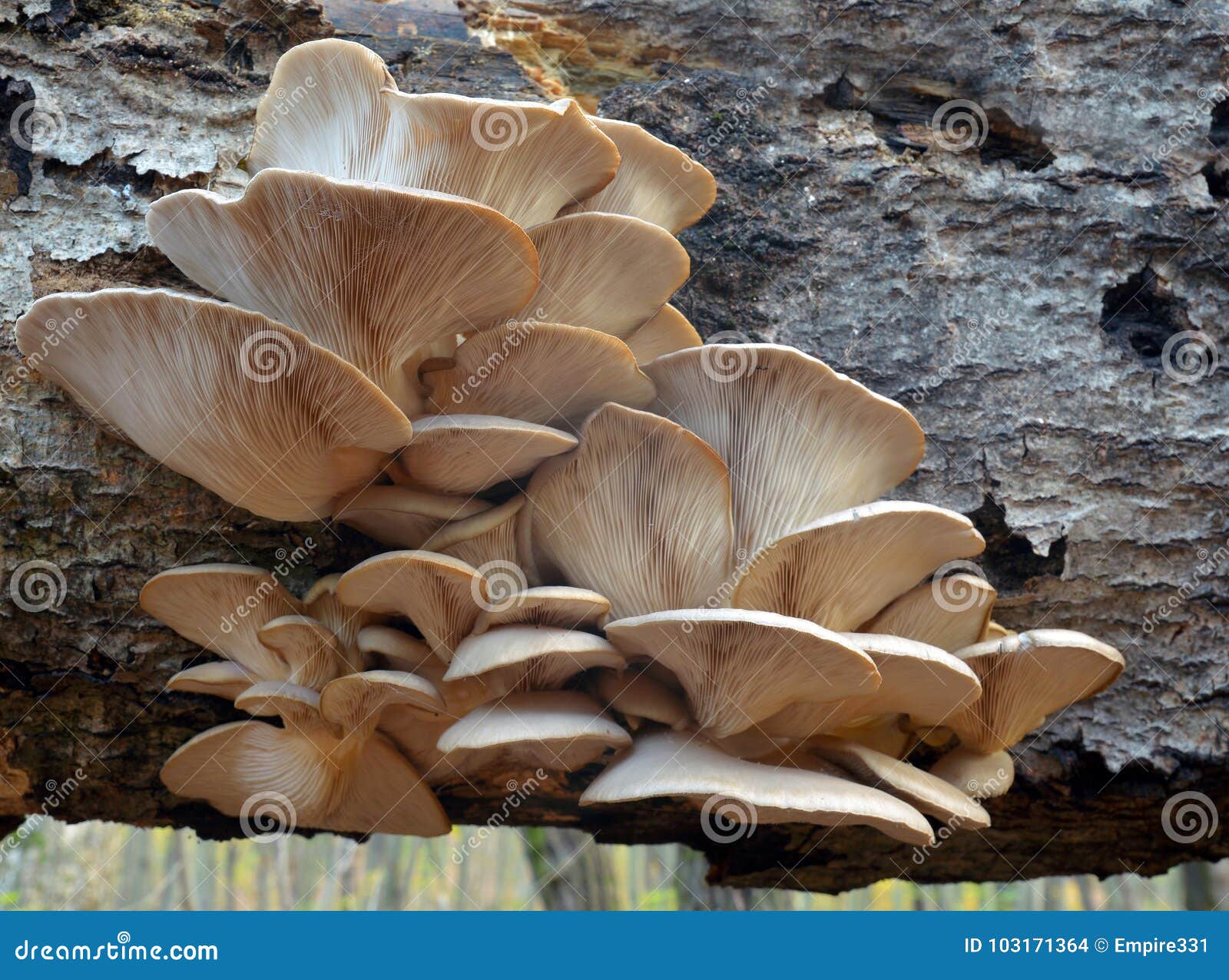 Seta Del Ostreatus Del Pleurotus Foto de archivo - Imagen de ostra ...