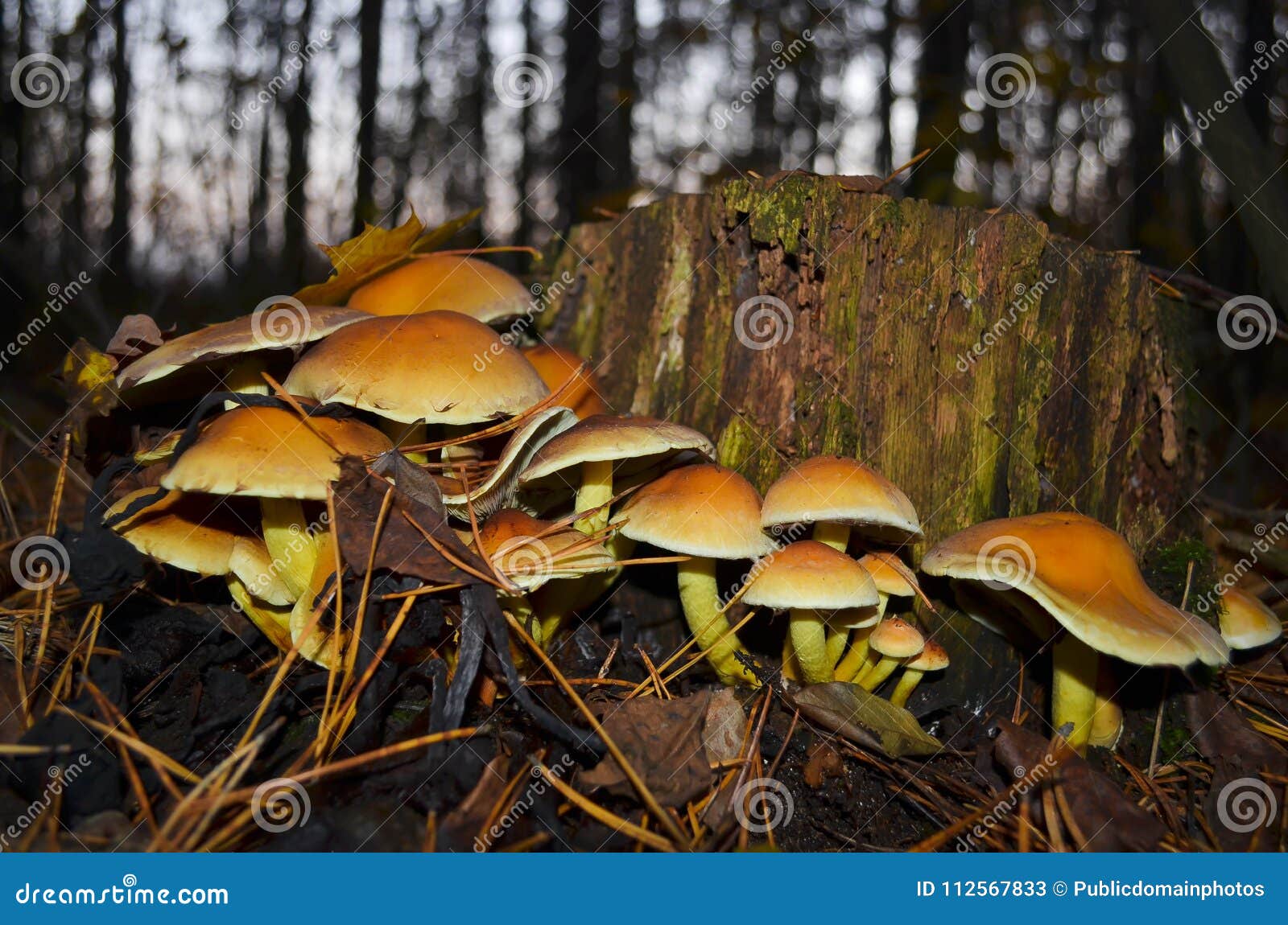 Seta, Ecosistema, Hongo, Seta Comestible Imagen. Imagen: 112567833