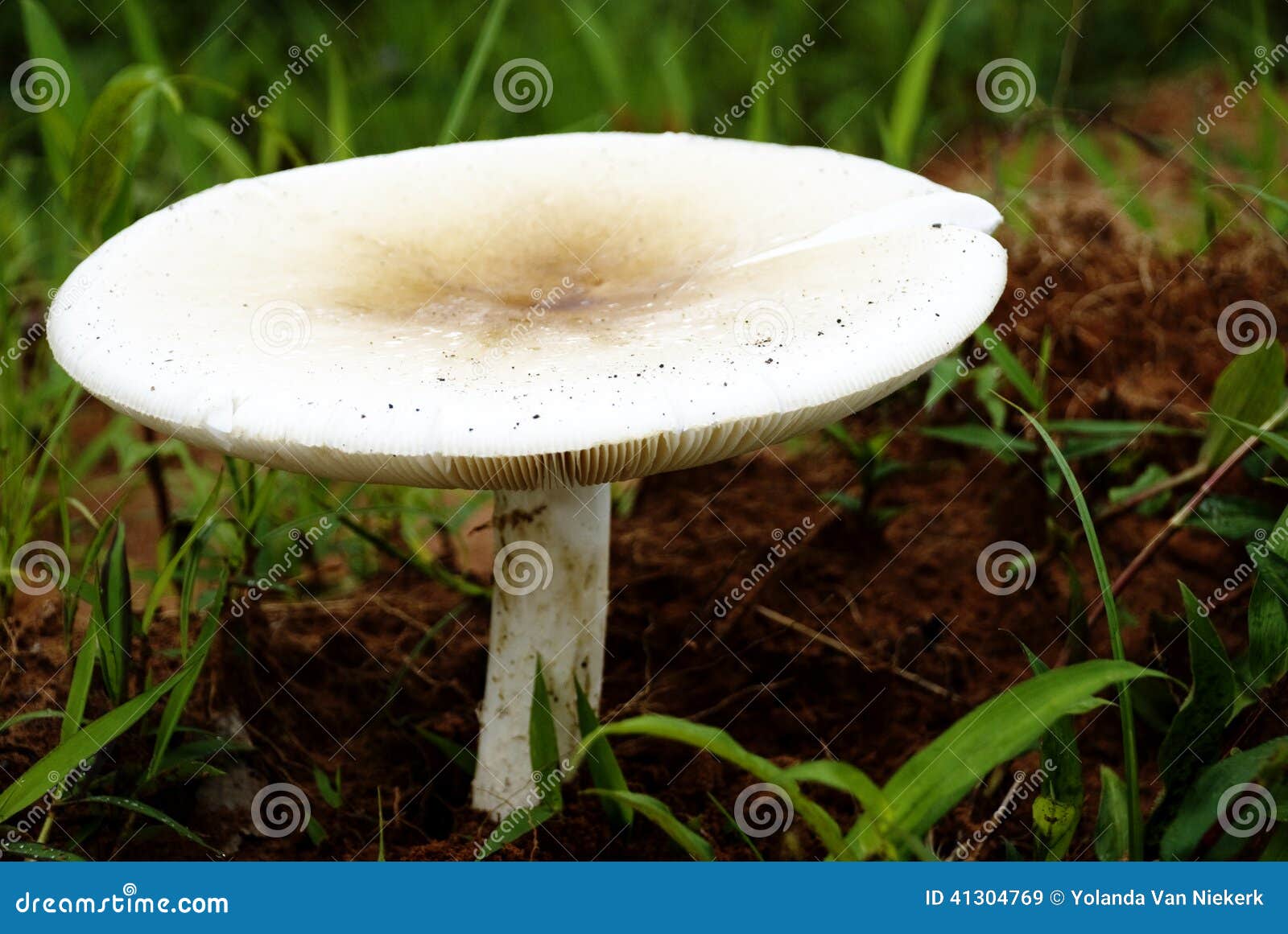 Seta Grande Fotos De Stock - Descarga 13,773 Fotos Libres de Derechos