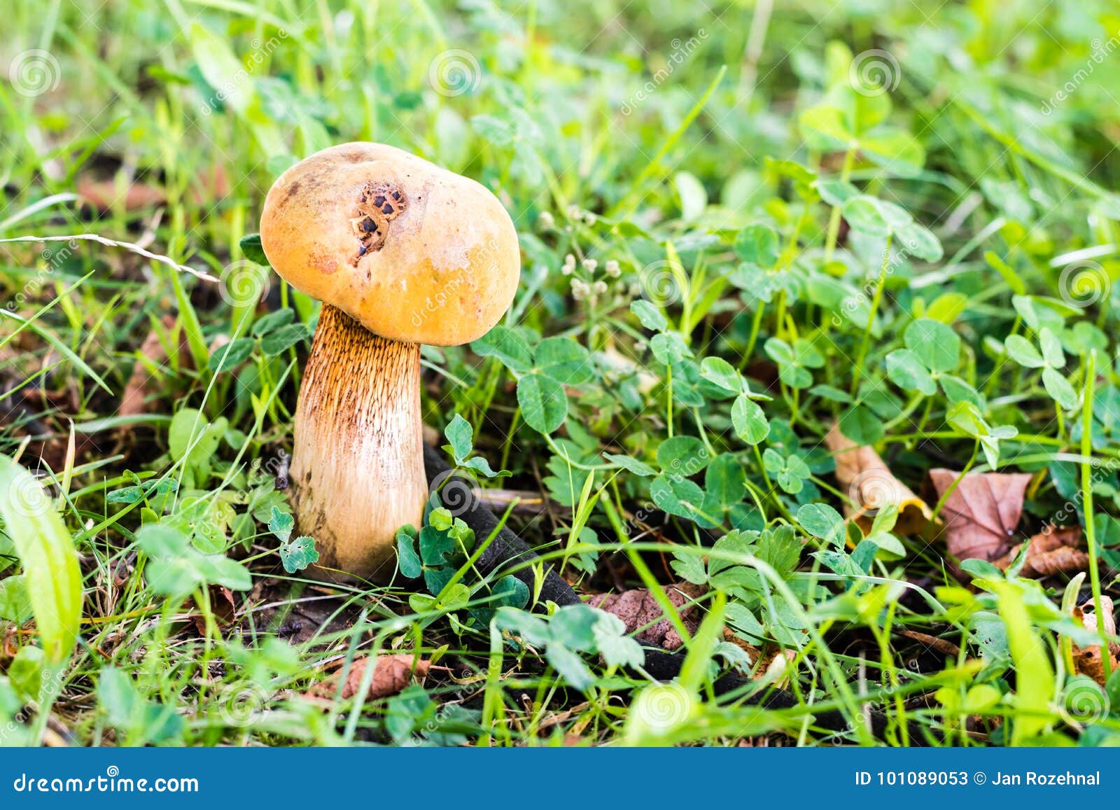 Seta Hermosa En Hierba Verde En Bosque Imagen de archivo - Imagen de ...