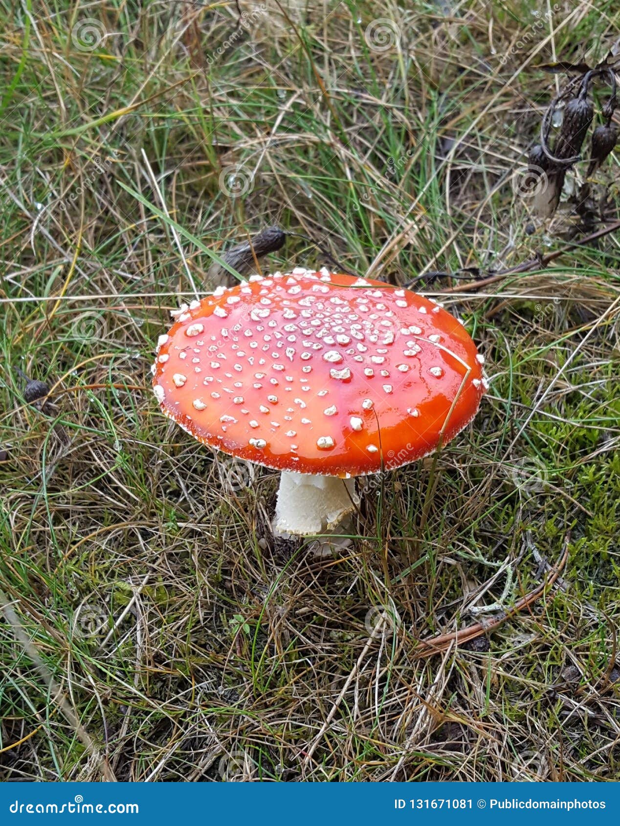 Seta, Hongo, Ag?rico, Seta Comestible Imagen. Imagen: 131671081