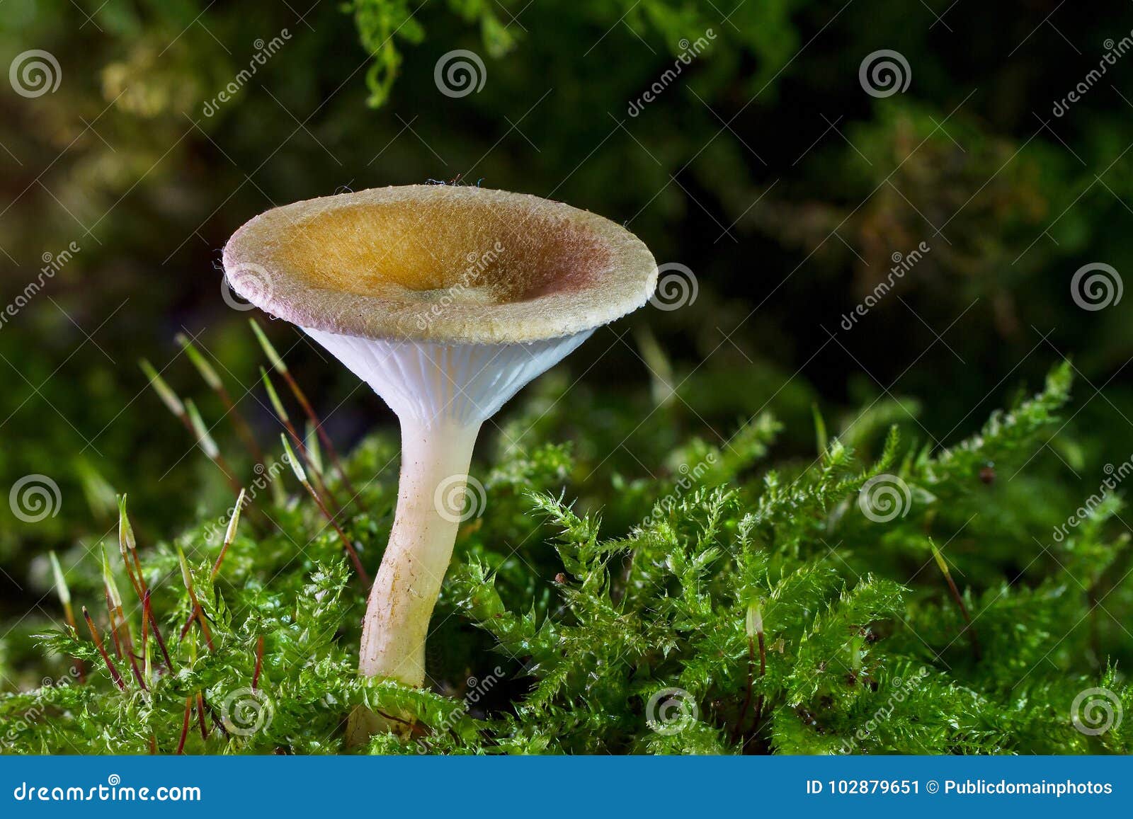 Seta, Hongo, Seta Comestible, Agaricomycetes Imagen. Imagen: 102879651