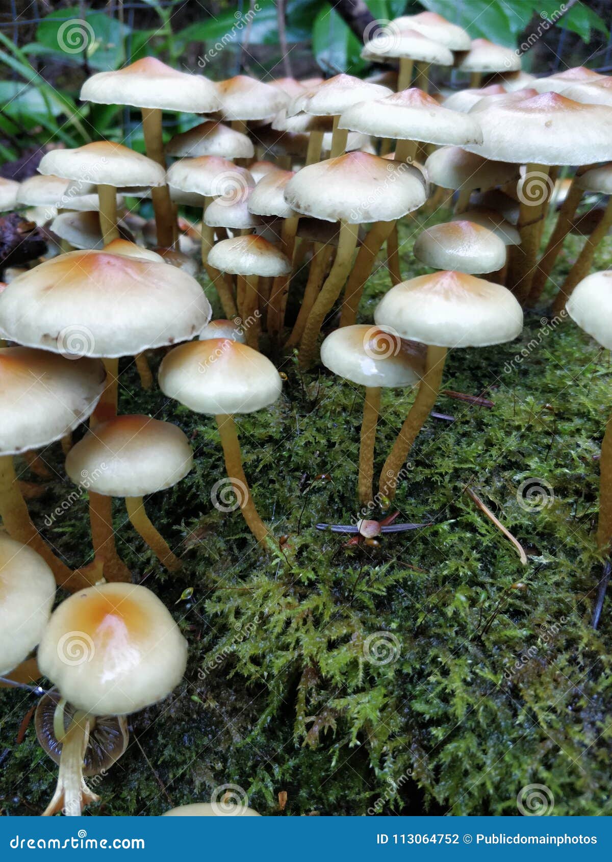 Seta, Hongo, Seta Comestible, Agaricomycetes Imagen. Imagen: 113064752