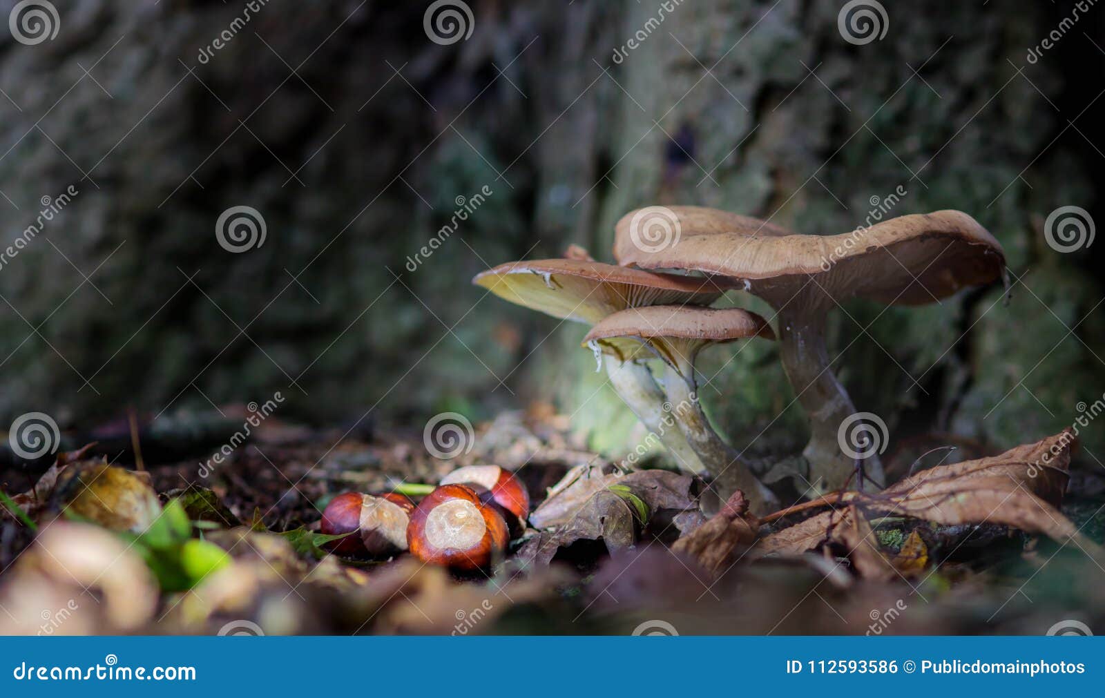 Seta, Hongo, Seta Comestible, Seta Medicinal Imagen. Imagen: 112593586