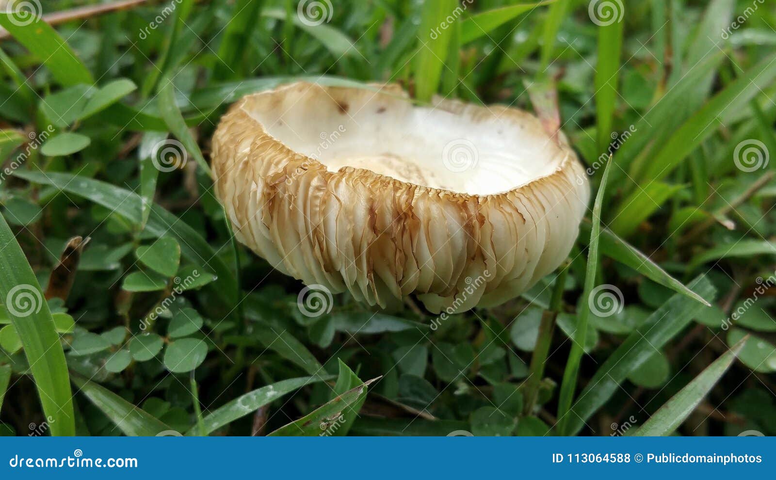Seta Medicinal De Hongo Comestible Del Hongo De Hongo Imagen. Imagen ...