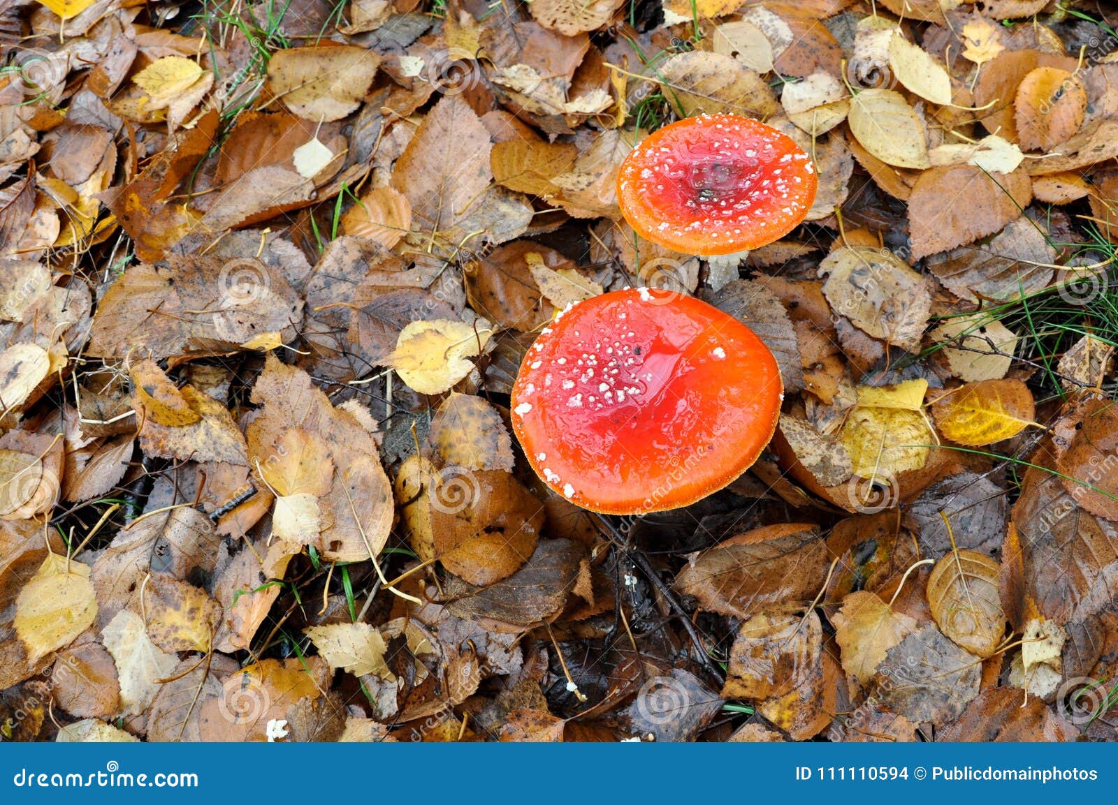 Seta, Hongo, Seta Medicinal, Seta Comestible Imagen. Imagen: 111110594