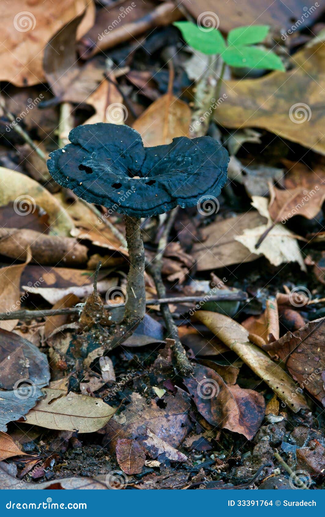 Seta negra en el bosque foto de archivo. Imagen de planta - 33391764