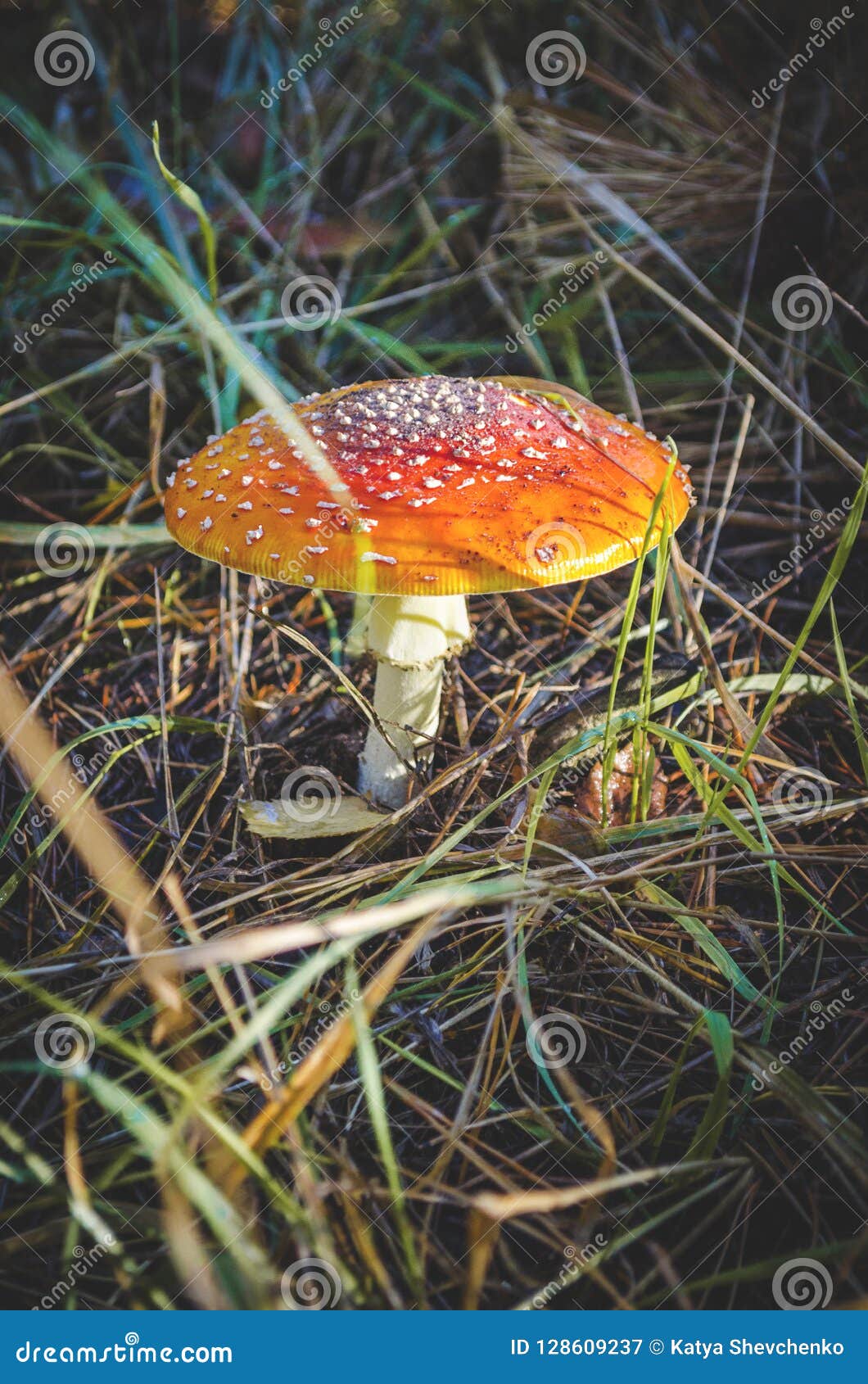 Seta No Comestible Y Venenosa De La Seta Imagen de archivo - Imagen de ...