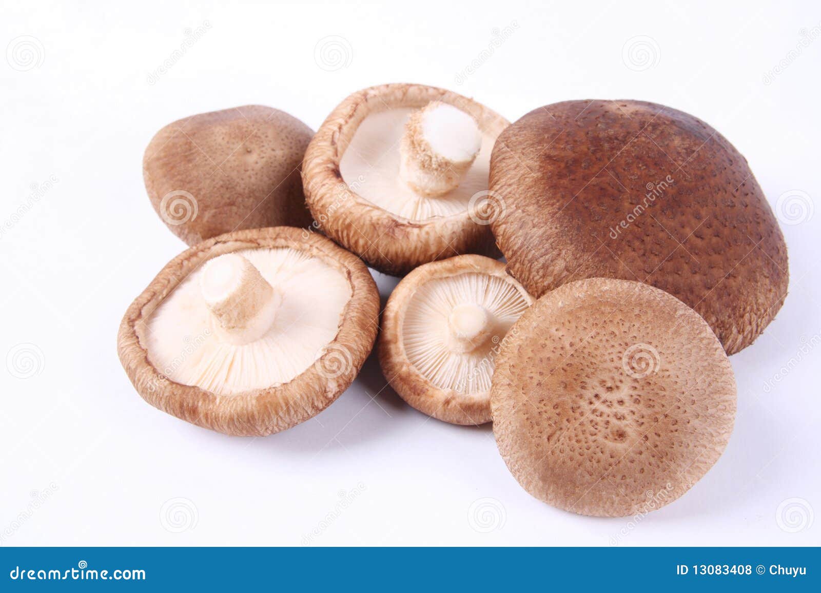 Seta principal del mono foto de archivo. Imagen de producto - 13083408