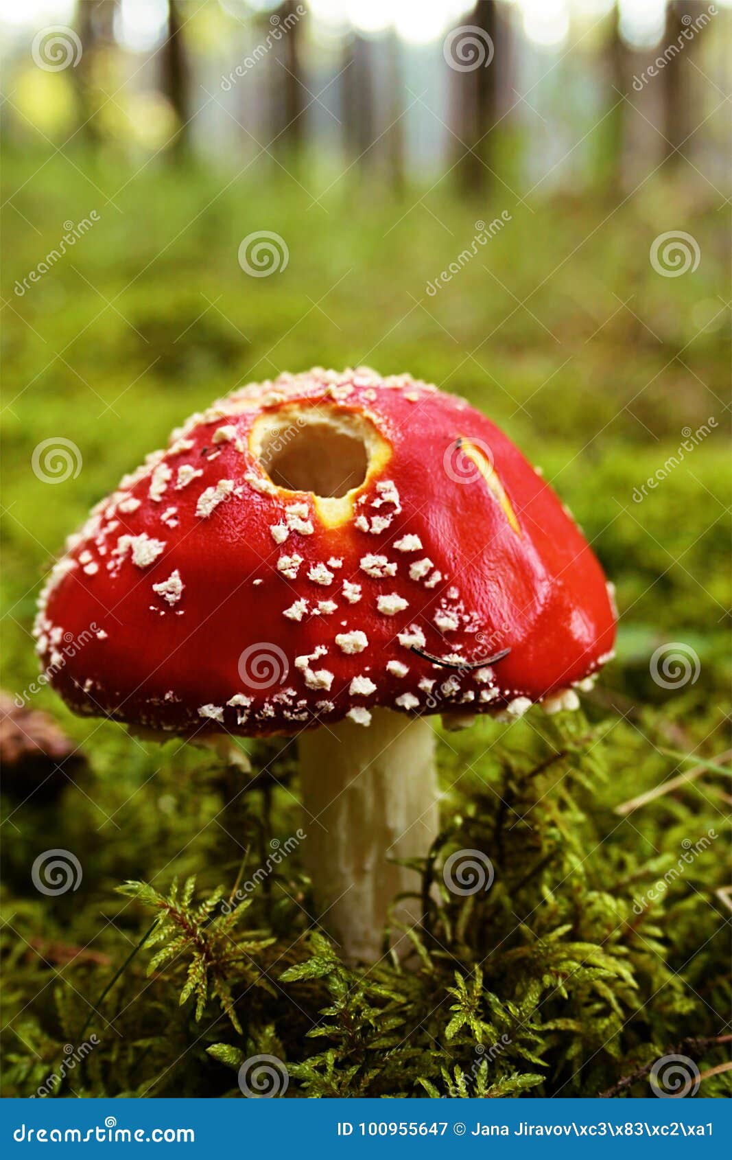 Seta roja imagen de archivo. Imagen de seta, verde, musgo - 100955647