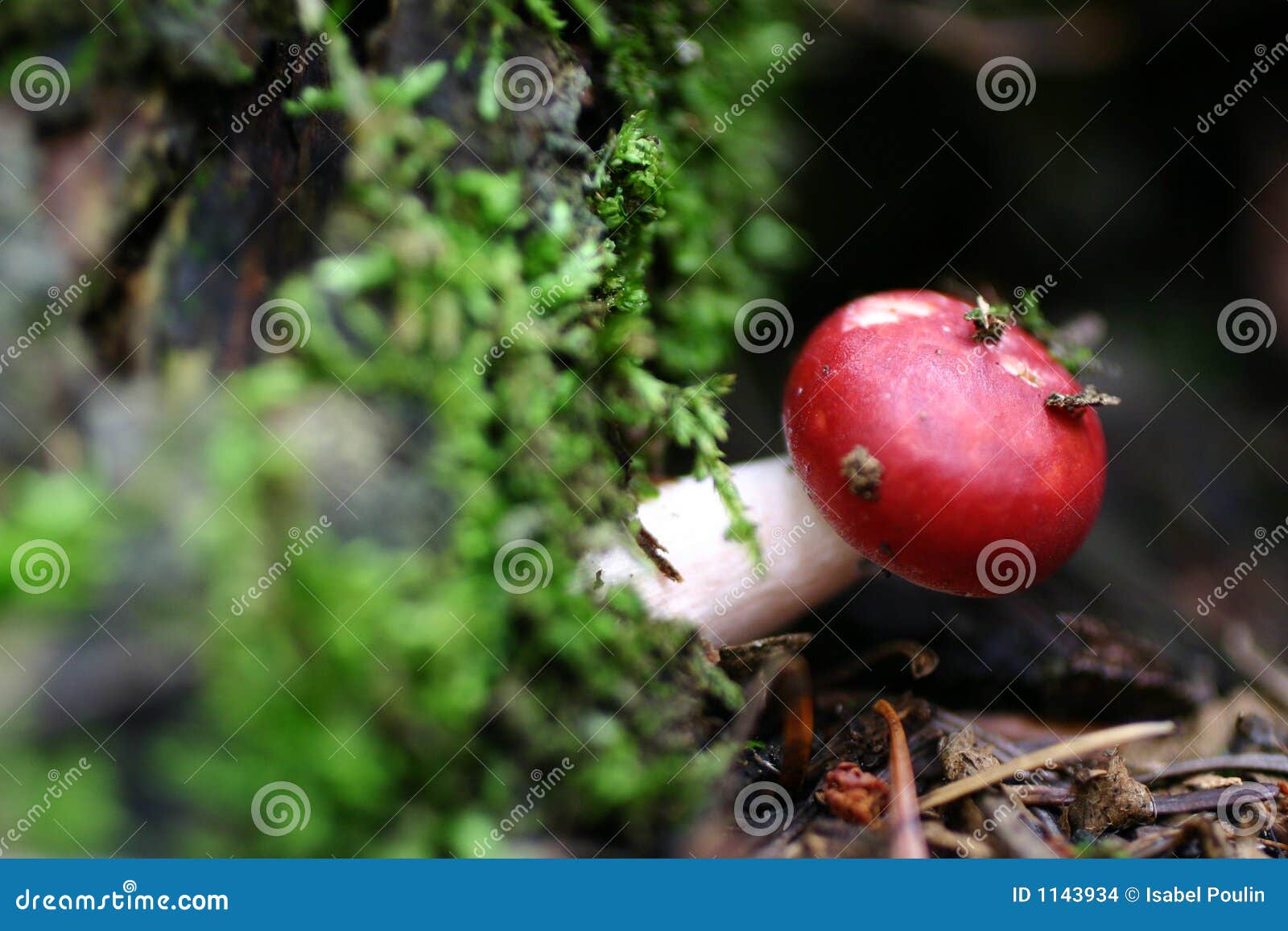 Seta roja foto de archivo. Imagen de exterior, hermoso - 1143934