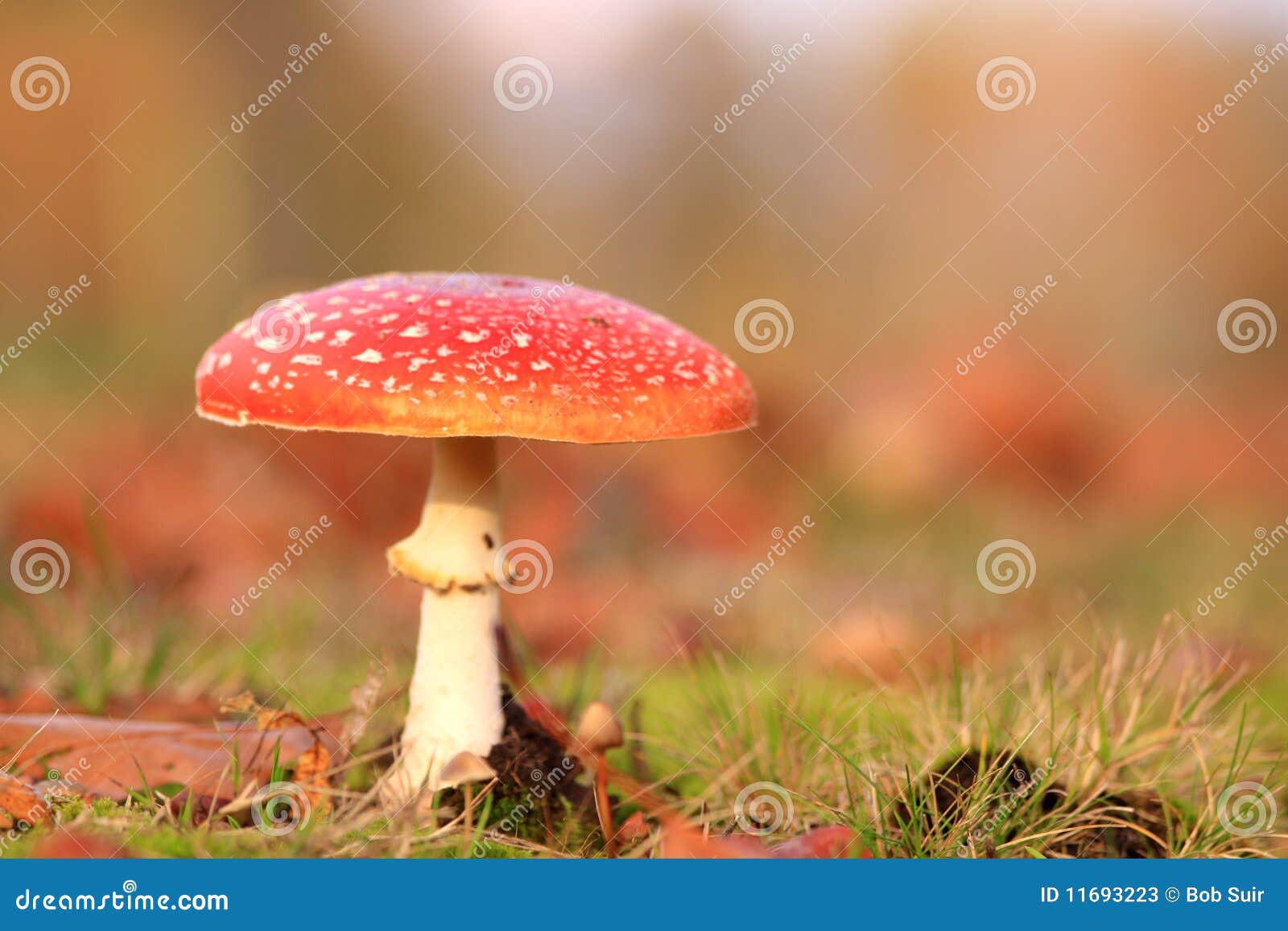 Seta roja imagen de archivo. Imagen de realidad, detalle - 11693223