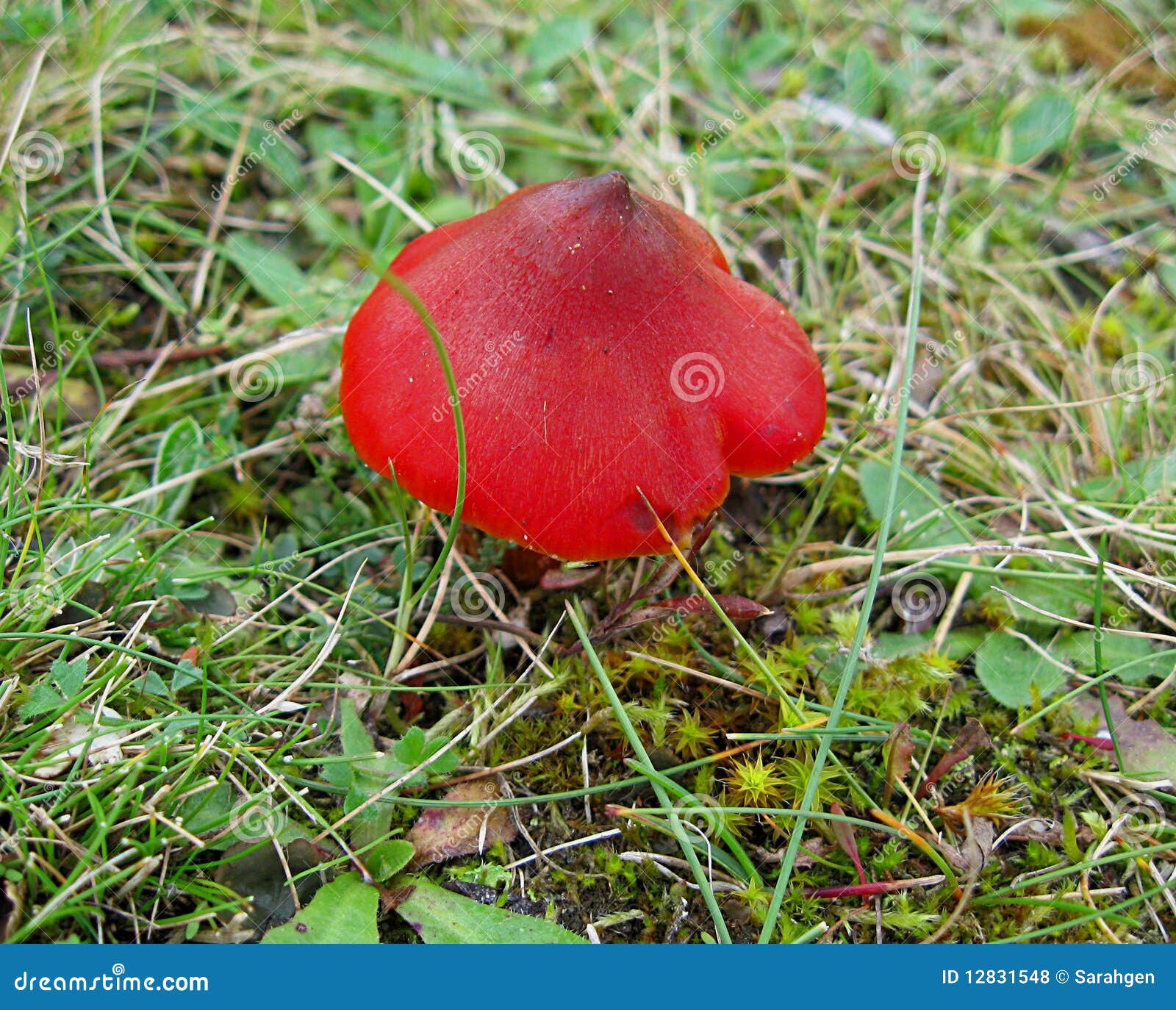 Seta roja foto de archivo. Imagen de hongos, ensanchamiento - 12831548
