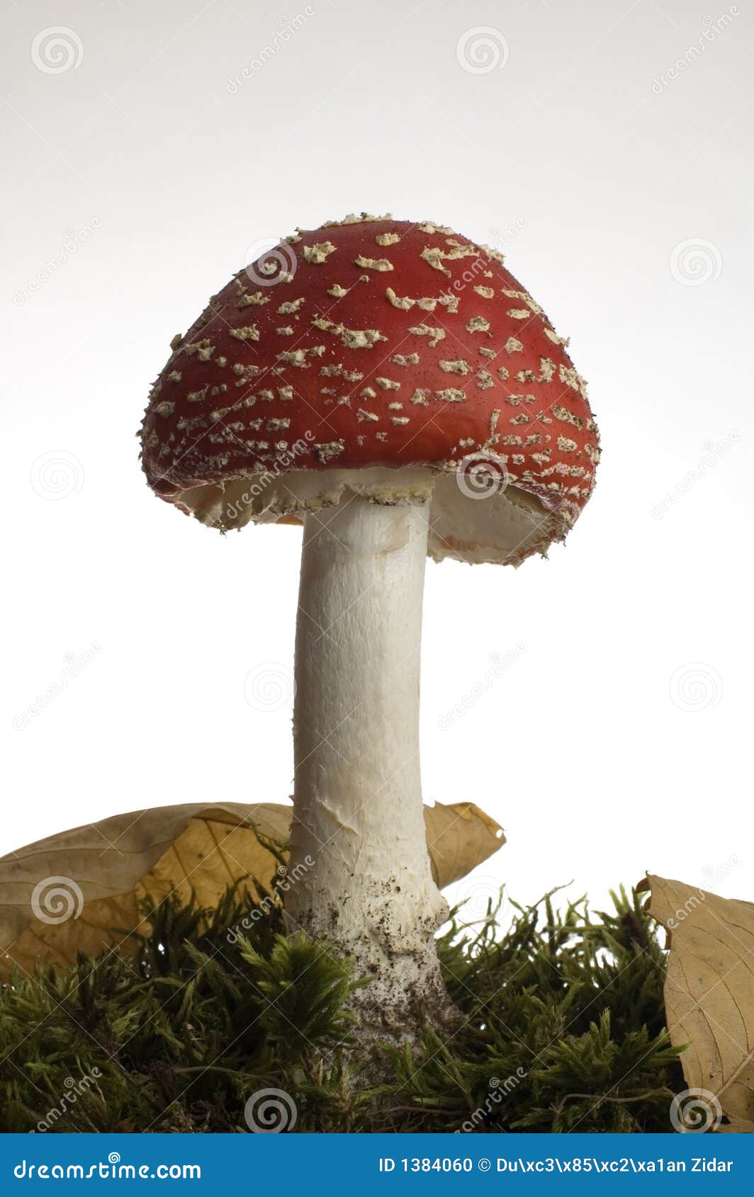 Seta roja foto de archivo. Imagen de bosque, veneno, toadstool - 1384060