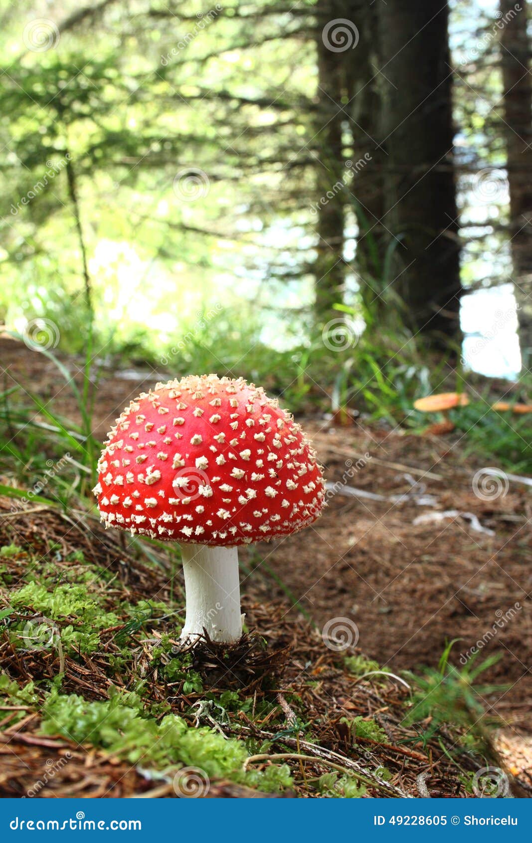Seta Roja Con Los Puntos Blancos Imagen de archivo - Imagen de ...
