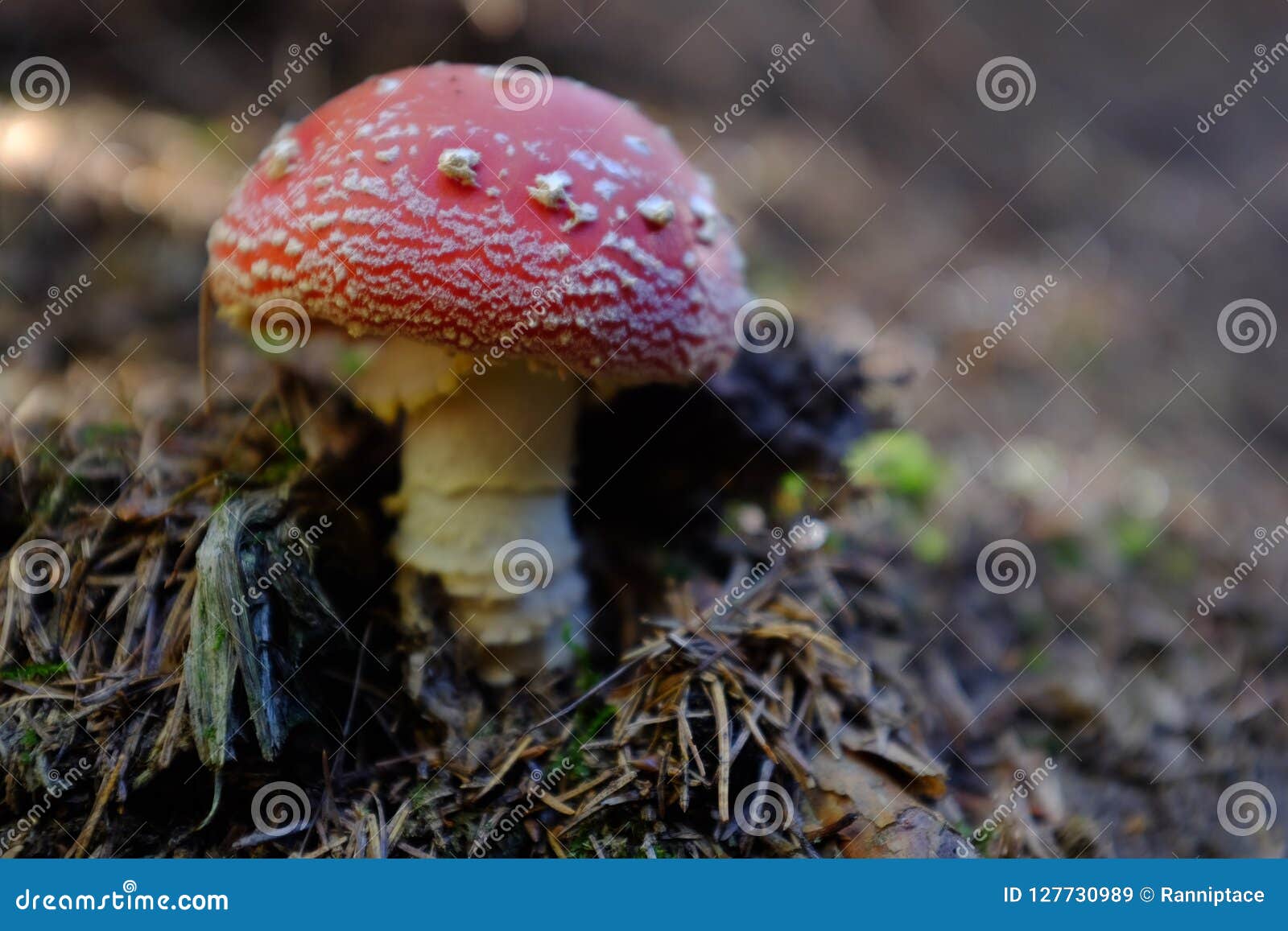 Seta Roja Con Los Puntos Blancos En El Bosque Imagen de archivo ...