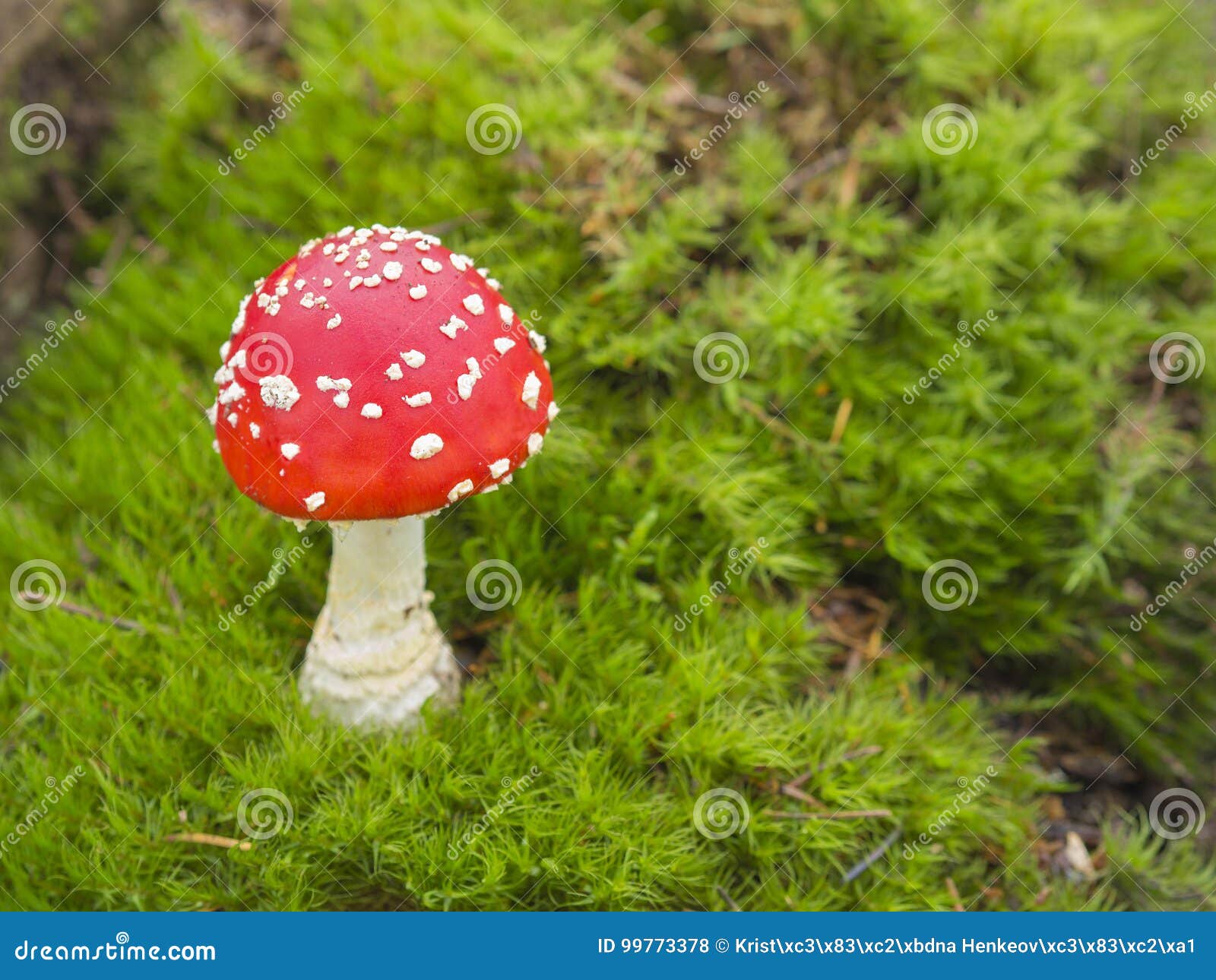 Seta Roja De La Seta En Musgo Verde Claro Foto de archivo - Imagen de ...