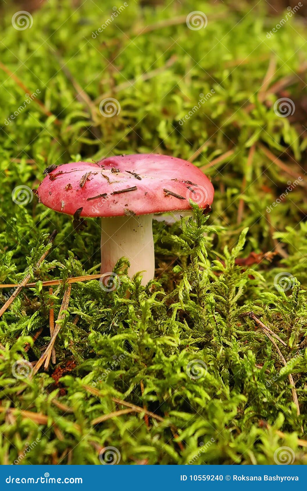 Seta roja del russula foto de archivo. Imagen de rusia - 10559240