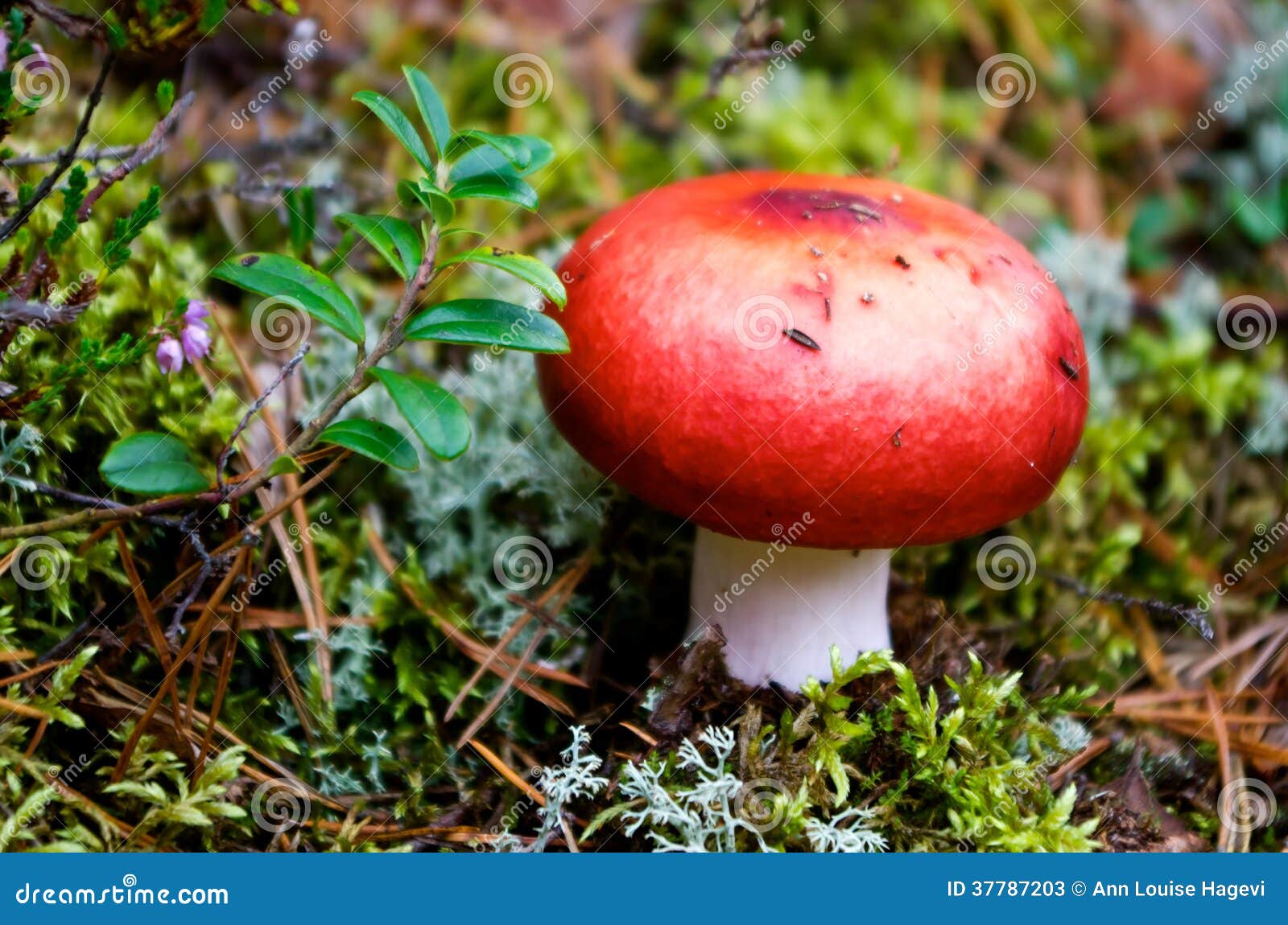 Seta roja del russula imagen de archivo. Imagen de planta - 37787203