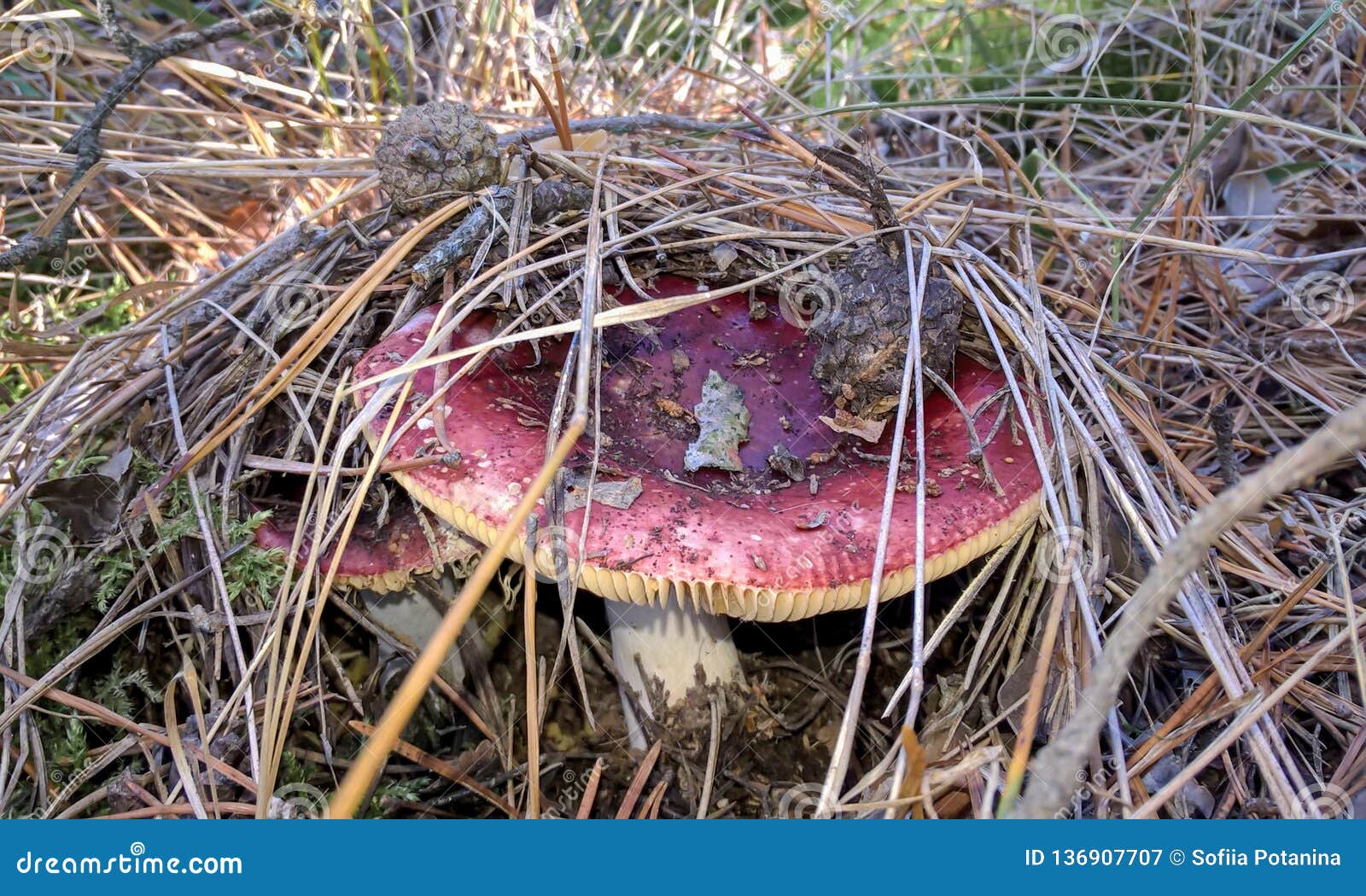 Seta Roja En Cierre De La Hierba Seca Para Arriba Imagen de archivo ...