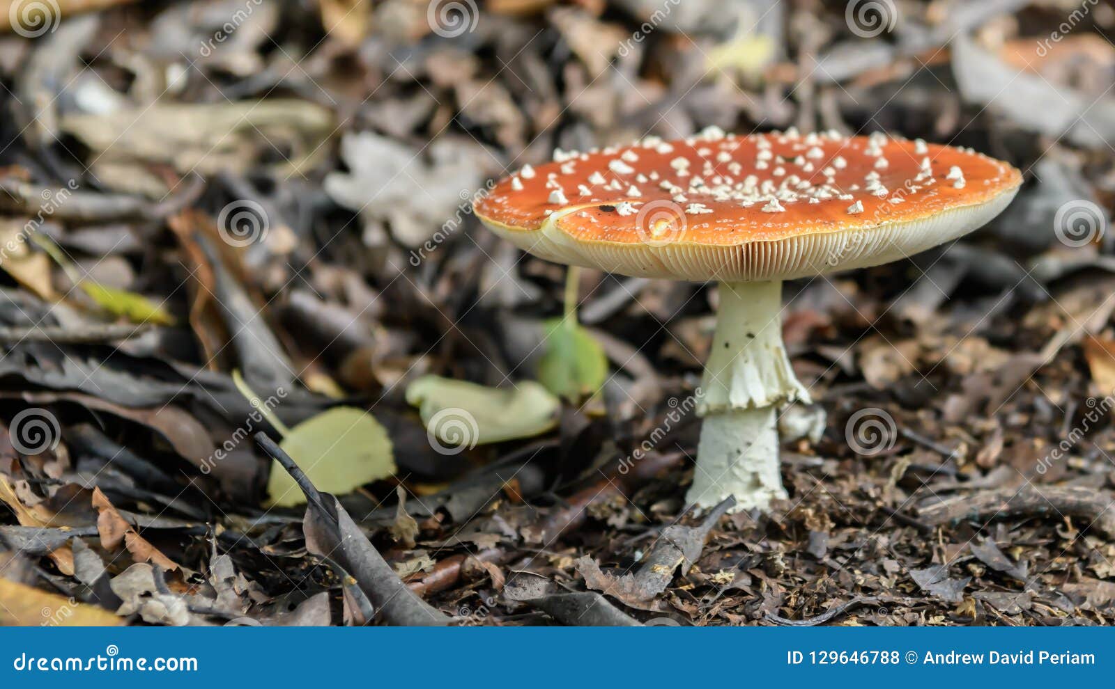 Seta roja en el bosque foto de archivo. Imagen de venenoso - 129646788