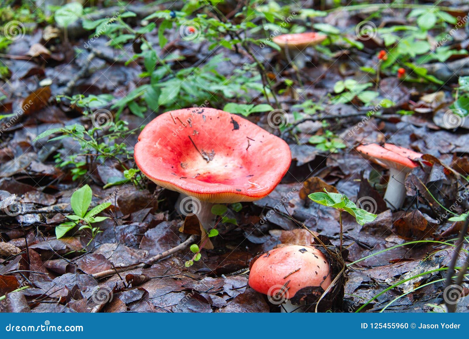 Seta Roja En Piso Del Bosque Foto de archivo - Imagen de seta, flora ...