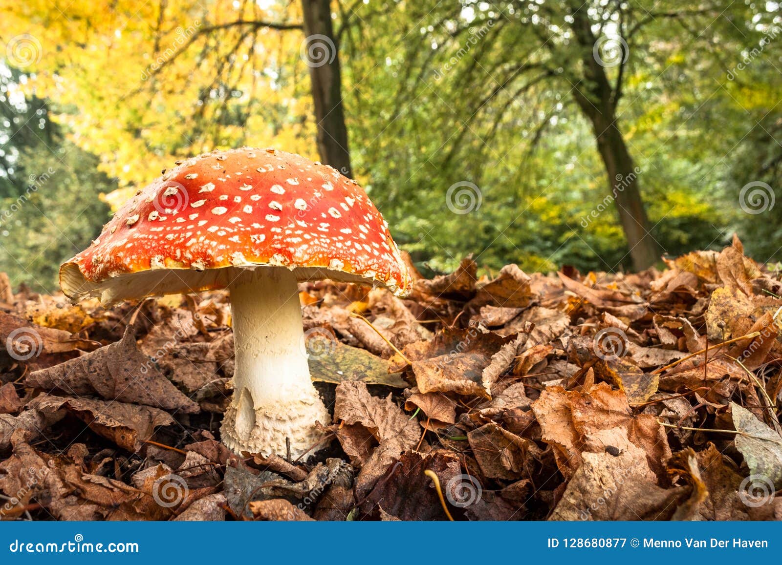 Seta Roja Grande Con Los Puntos Blancos Imagen de archivo - Imagen de ...