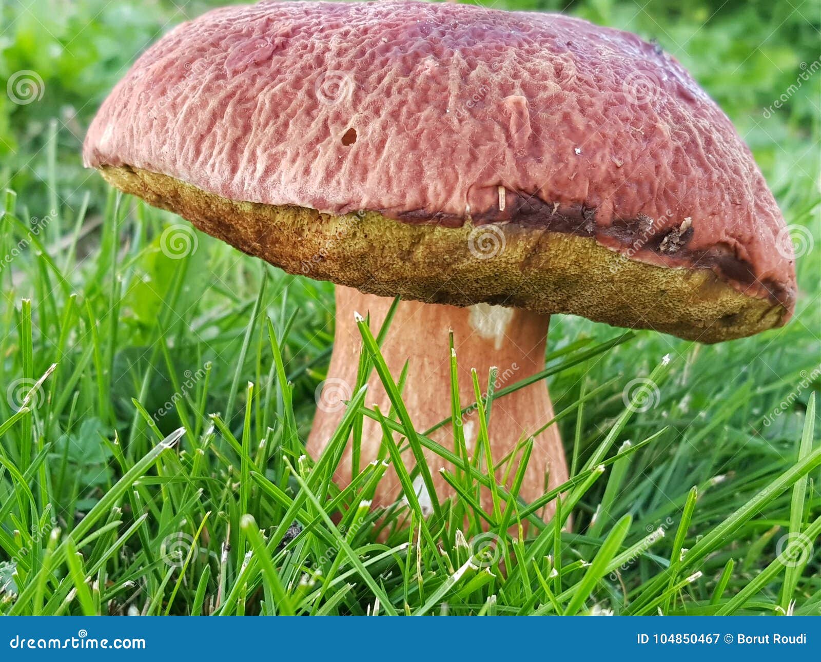 Seta roja salvaje imagen de archivo. Imagen de rojo - 104850467