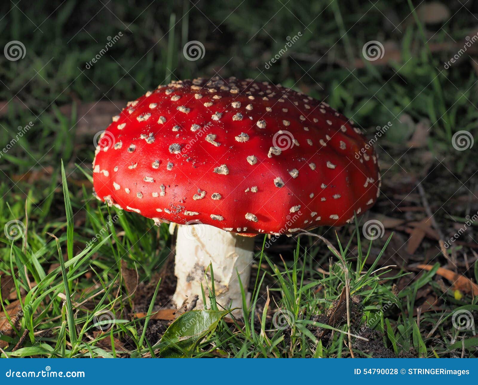 Seta Roja Y Blanca Venenosa Foto de archivo - Imagen de fairytale ...