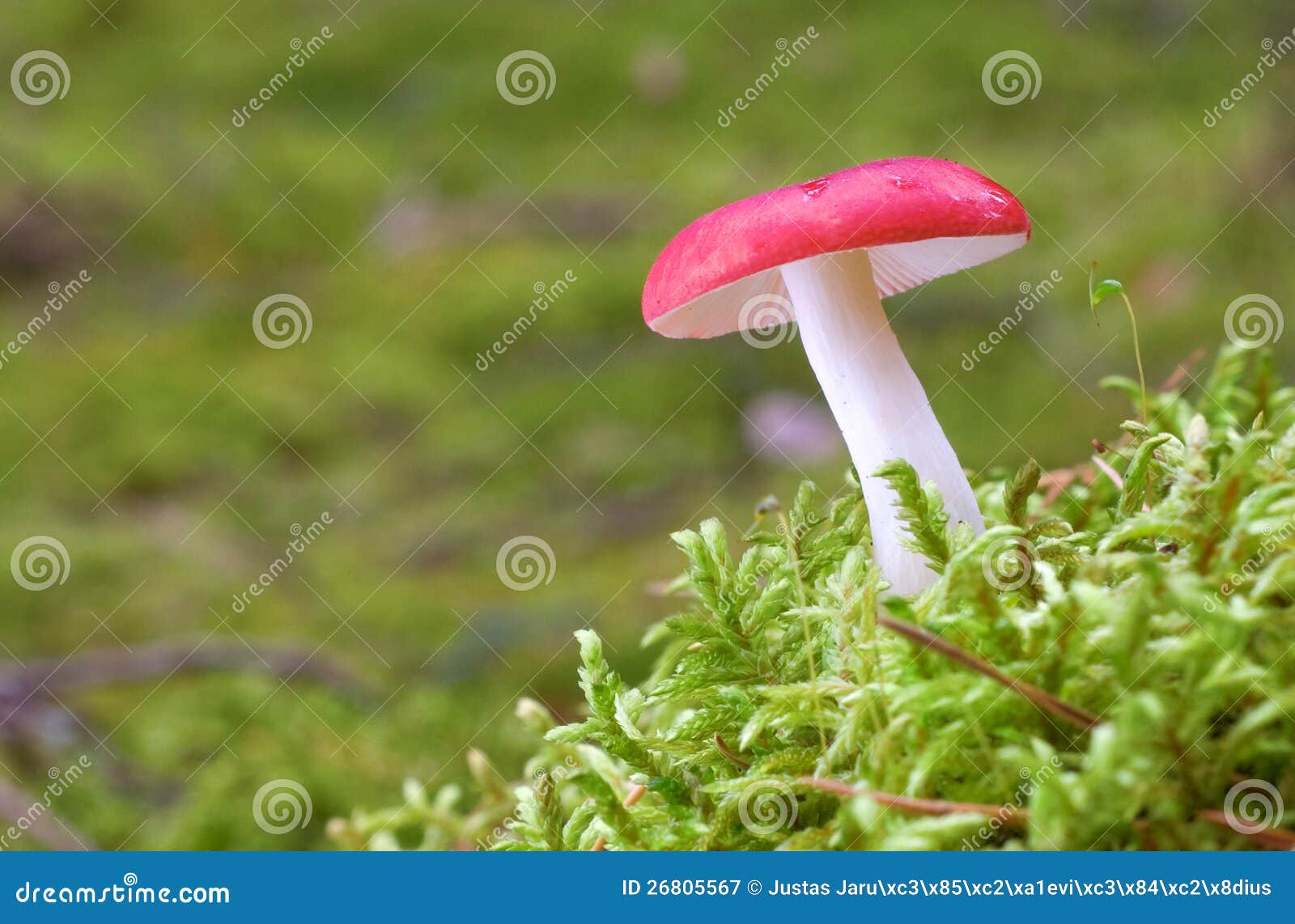 Seta rosada imagen de archivo. Imagen de imagen, crecimiento - 26805567