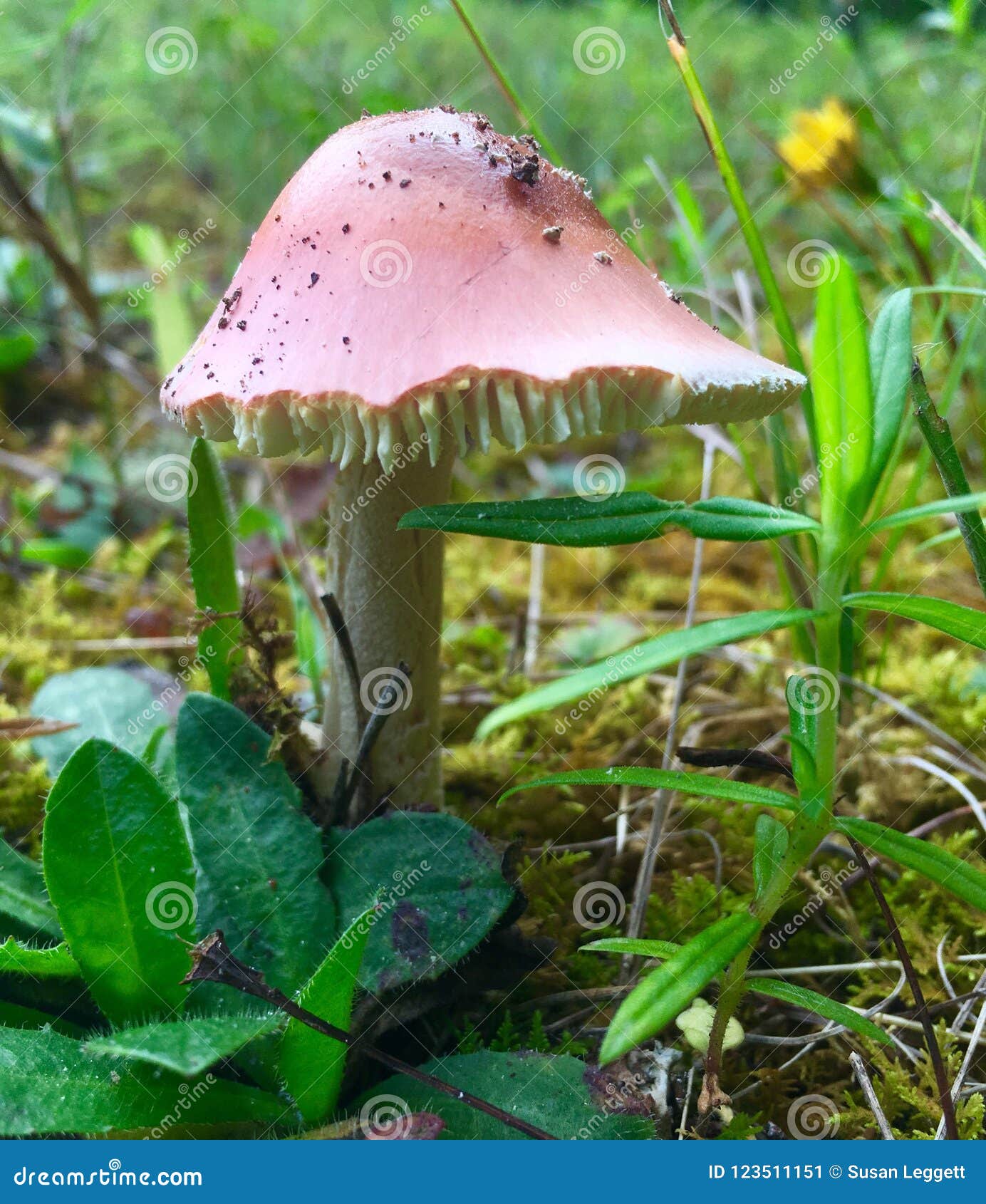 Seta Rosada En Forest Floor Imagen de archivo - Imagen de fauna, bordes ...