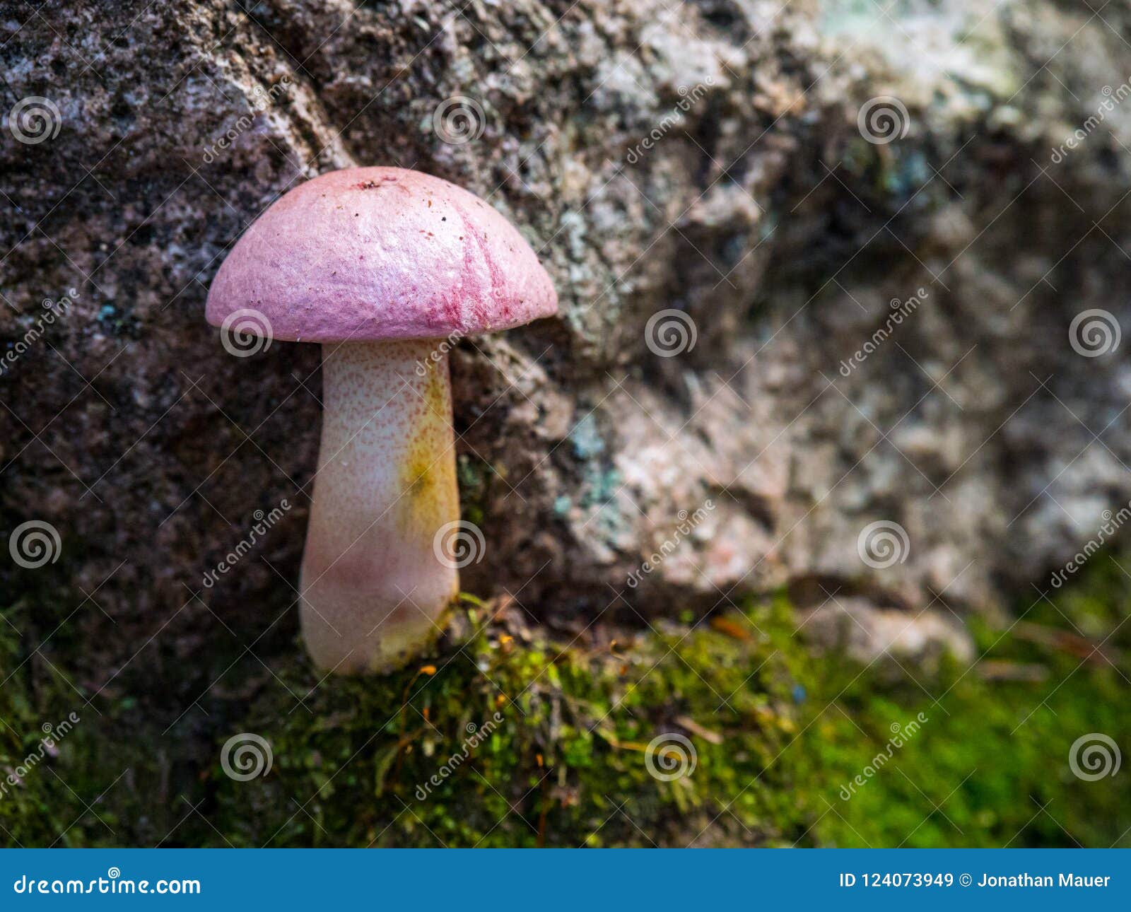 Seta Rosada Que Crece Fuera De Moss Next a Una Roca Imagen de archivo ...