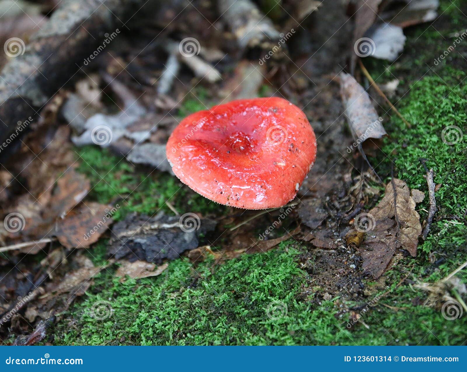 Seta Salvaje Roja En Bosque Foto de archivo - Imagen de grande, paisaje ...