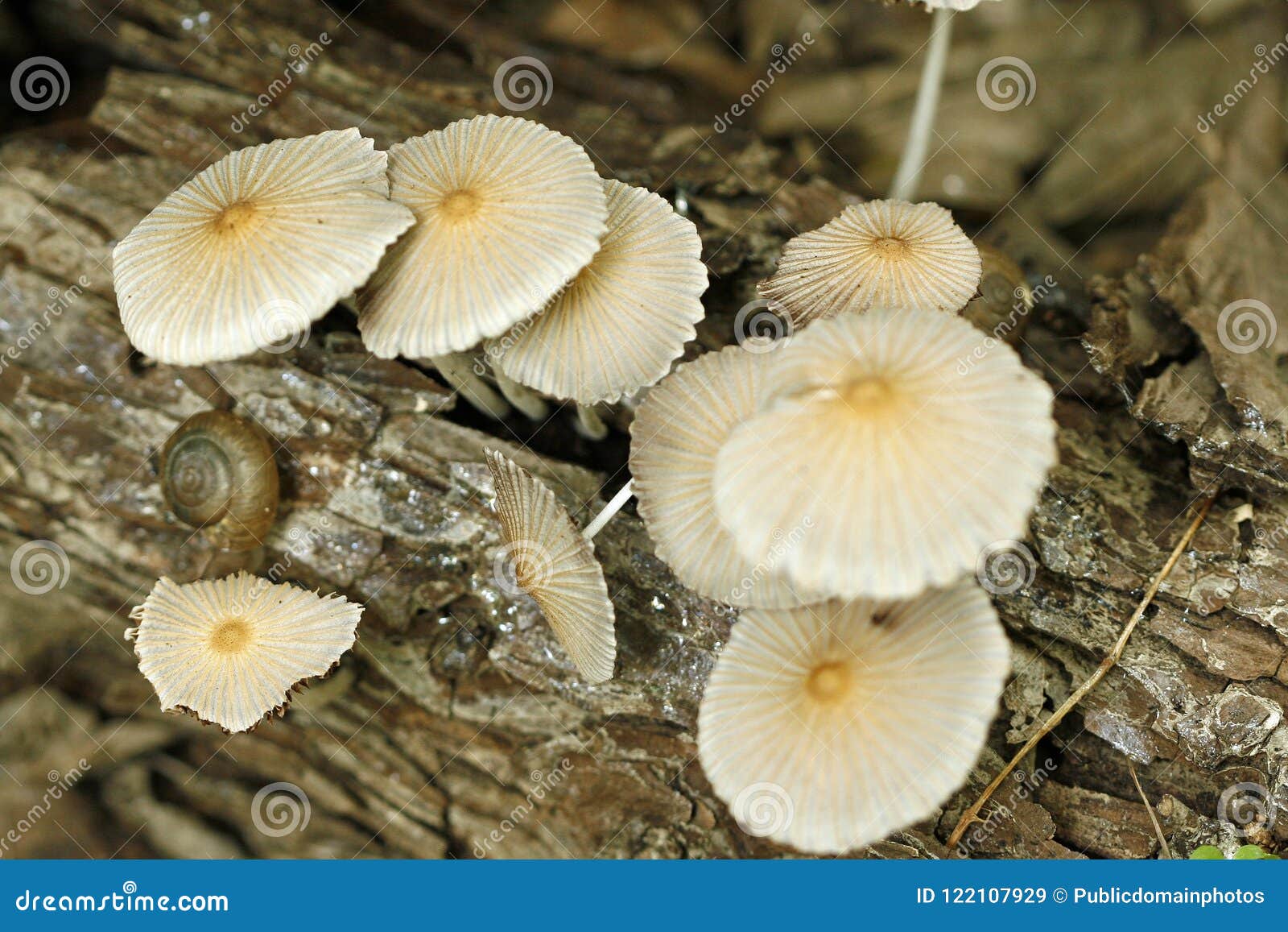 Seta De Ostra Del Hongo Comestible De Hongo De Hongos Imagen. Imagen ...