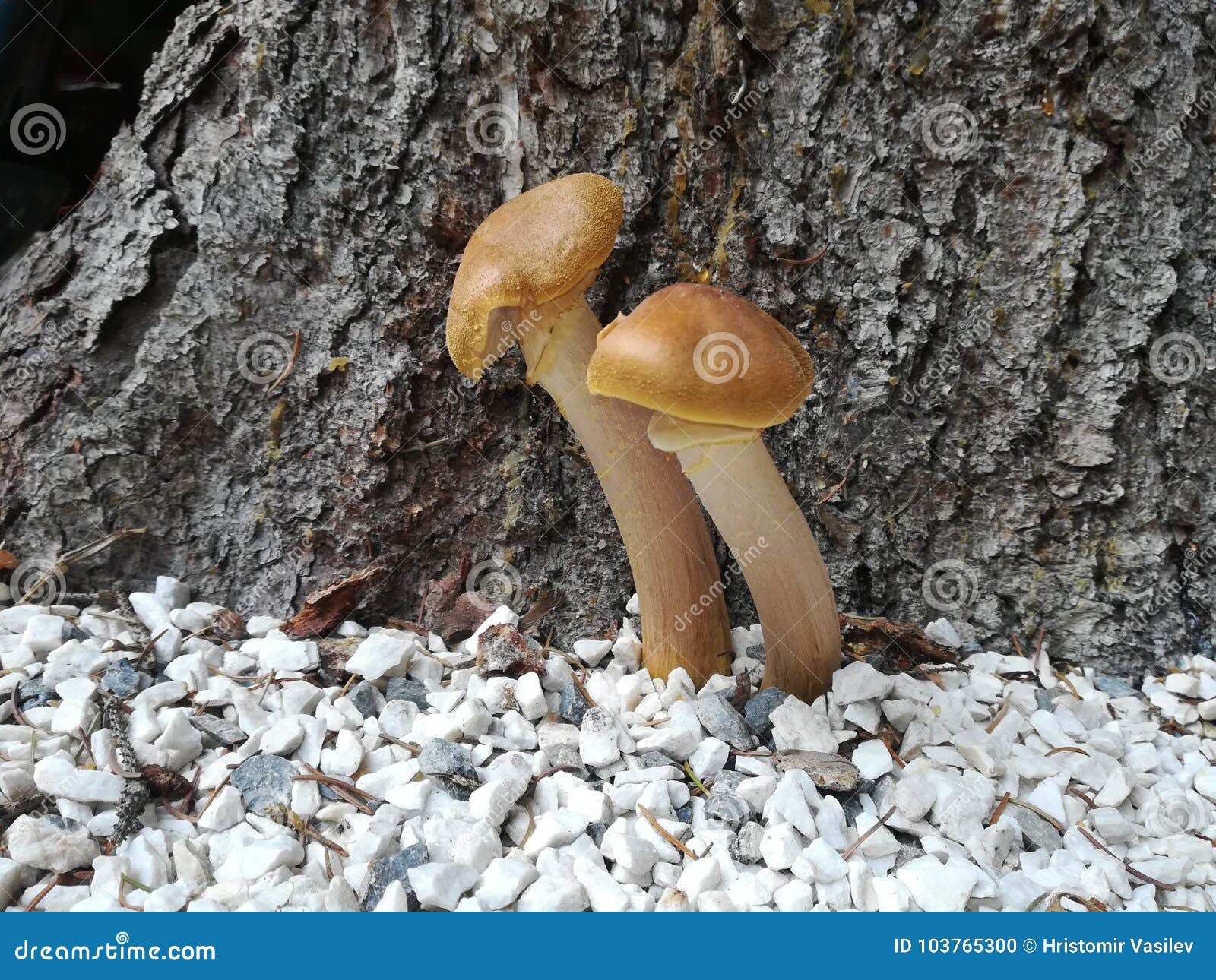 Seta, Setas, Plantas, Naturaleza Foto de archivo - Imagen de seta ...