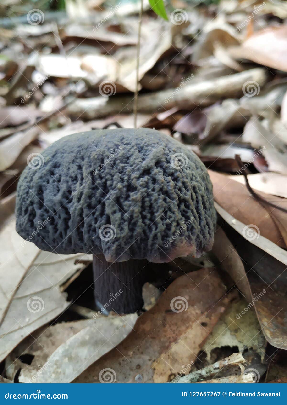 Seta venenosa negra imagen de archivo. Imagen de cubo - 127657267