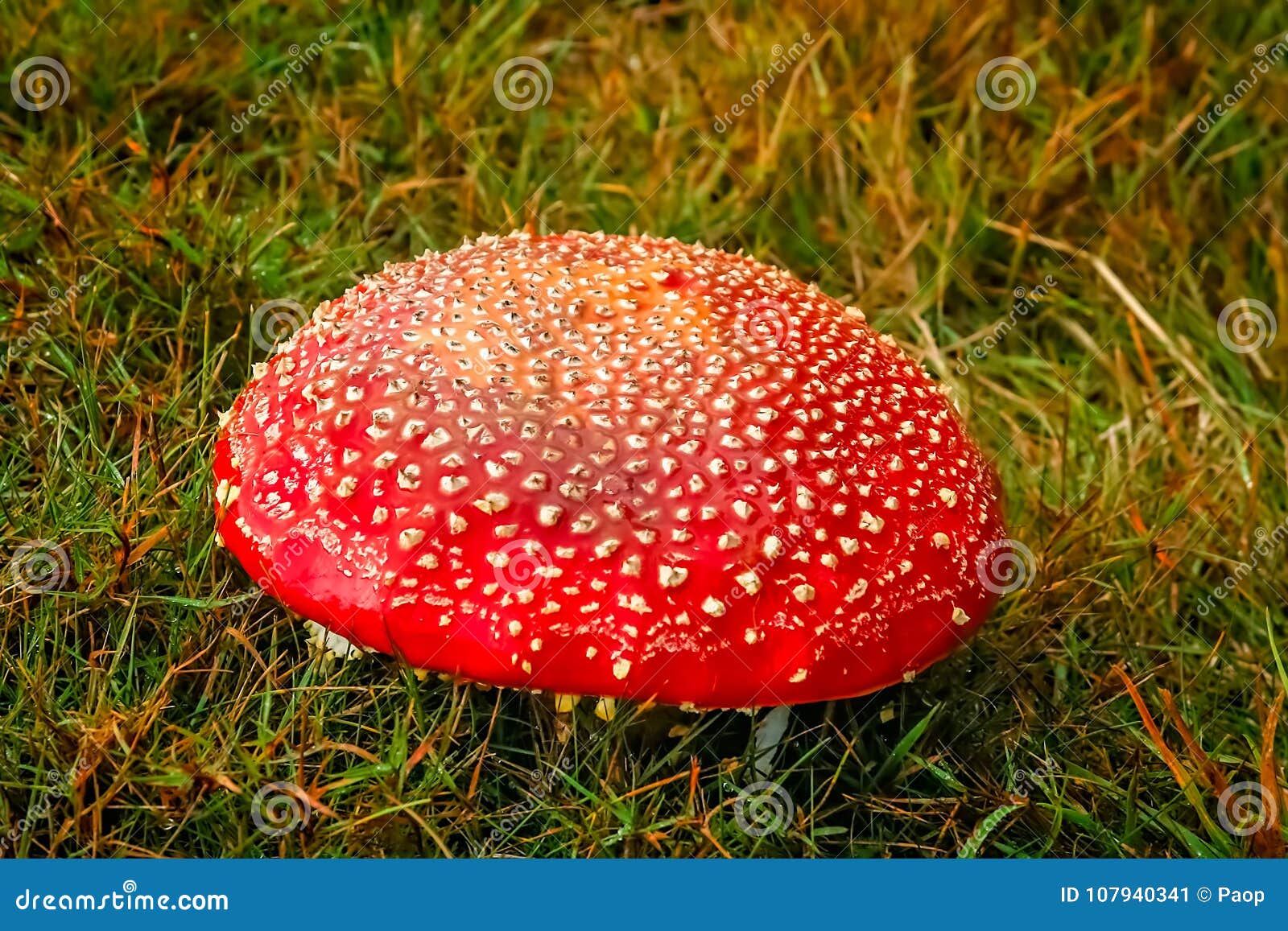 Seta Venenosa Roja De Flyagaric Imagen de archivo - Imagen de muerte ...