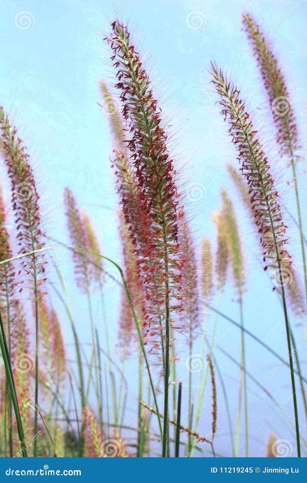 Setaria stock image. Image of setaria, picnic, weeds - 11219245