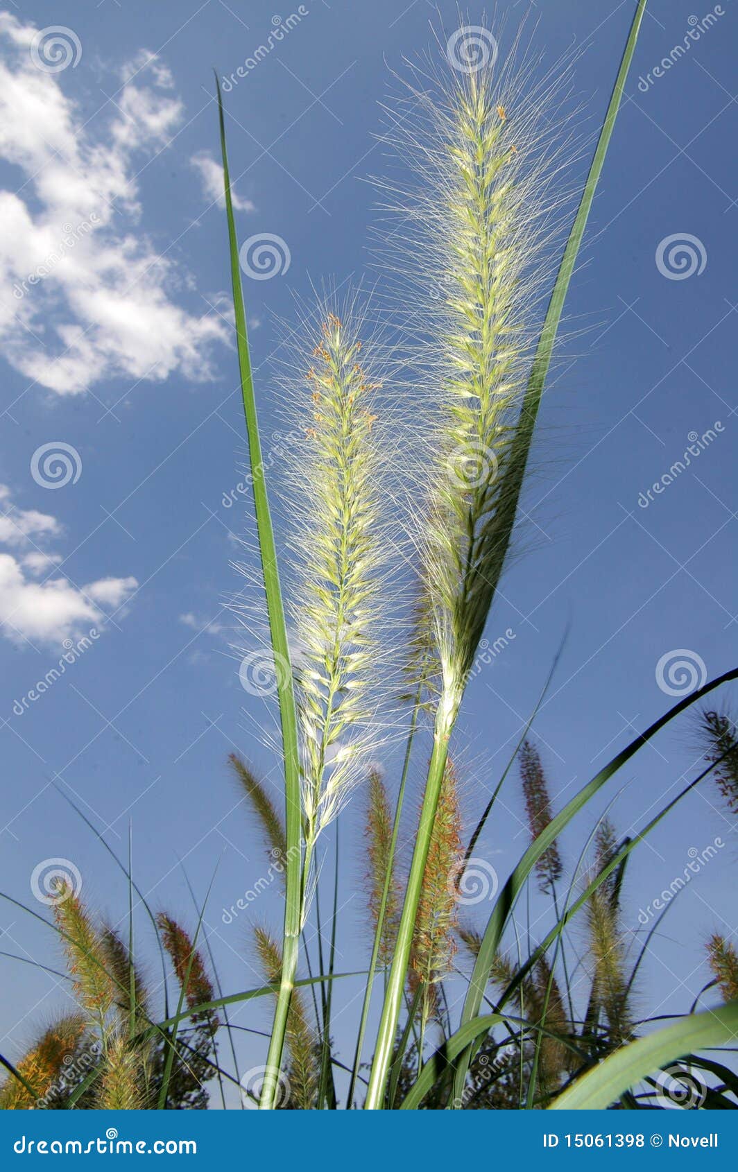 Setaria stock photo. Image of season, cloud, feather - 15061398