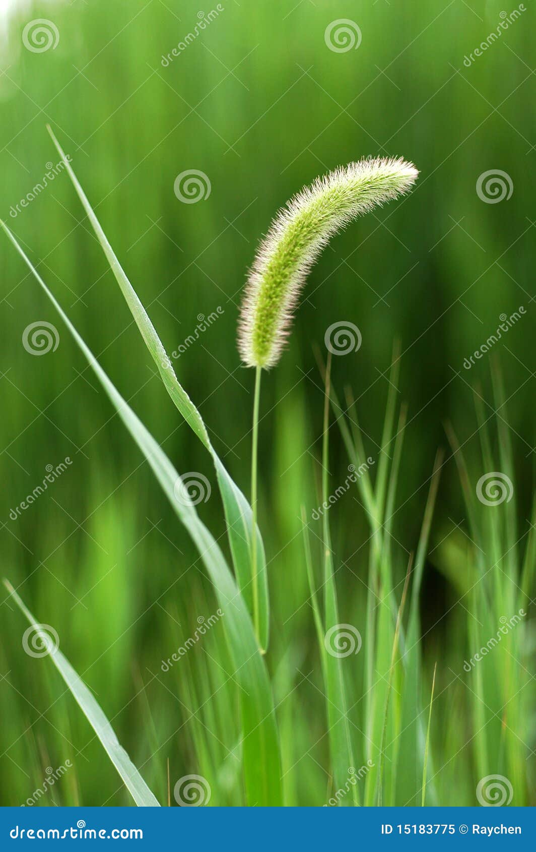 Setaria stock image. Image of plant, grass, outdoor, summer - 15183775